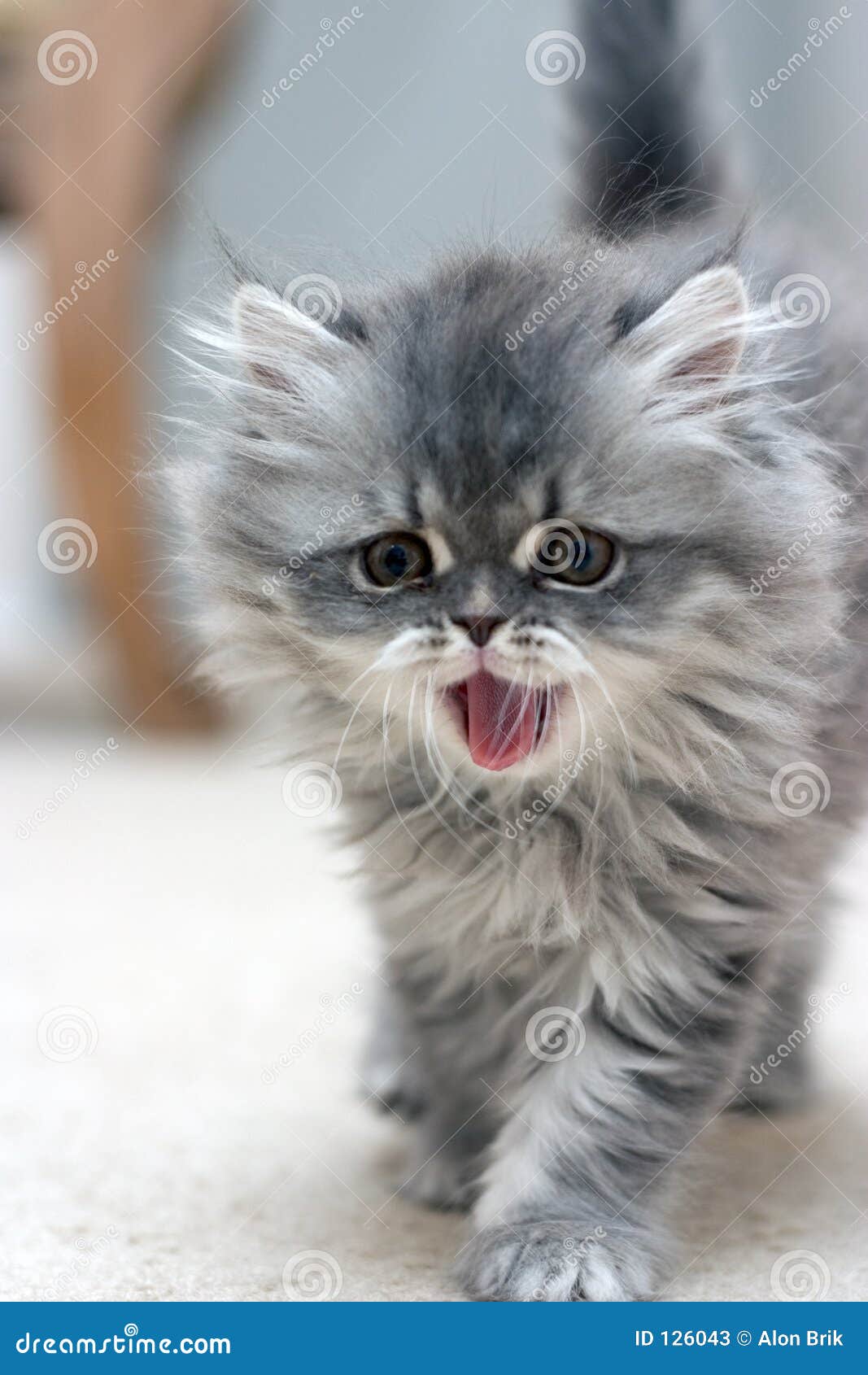Roaring Kitten stock image. Image of curious, carpet, claw - 126043