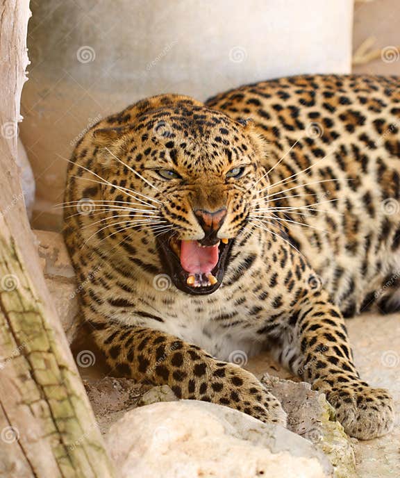 Roaring leopard stock image. Image of leopard, roar, animal - 2467887