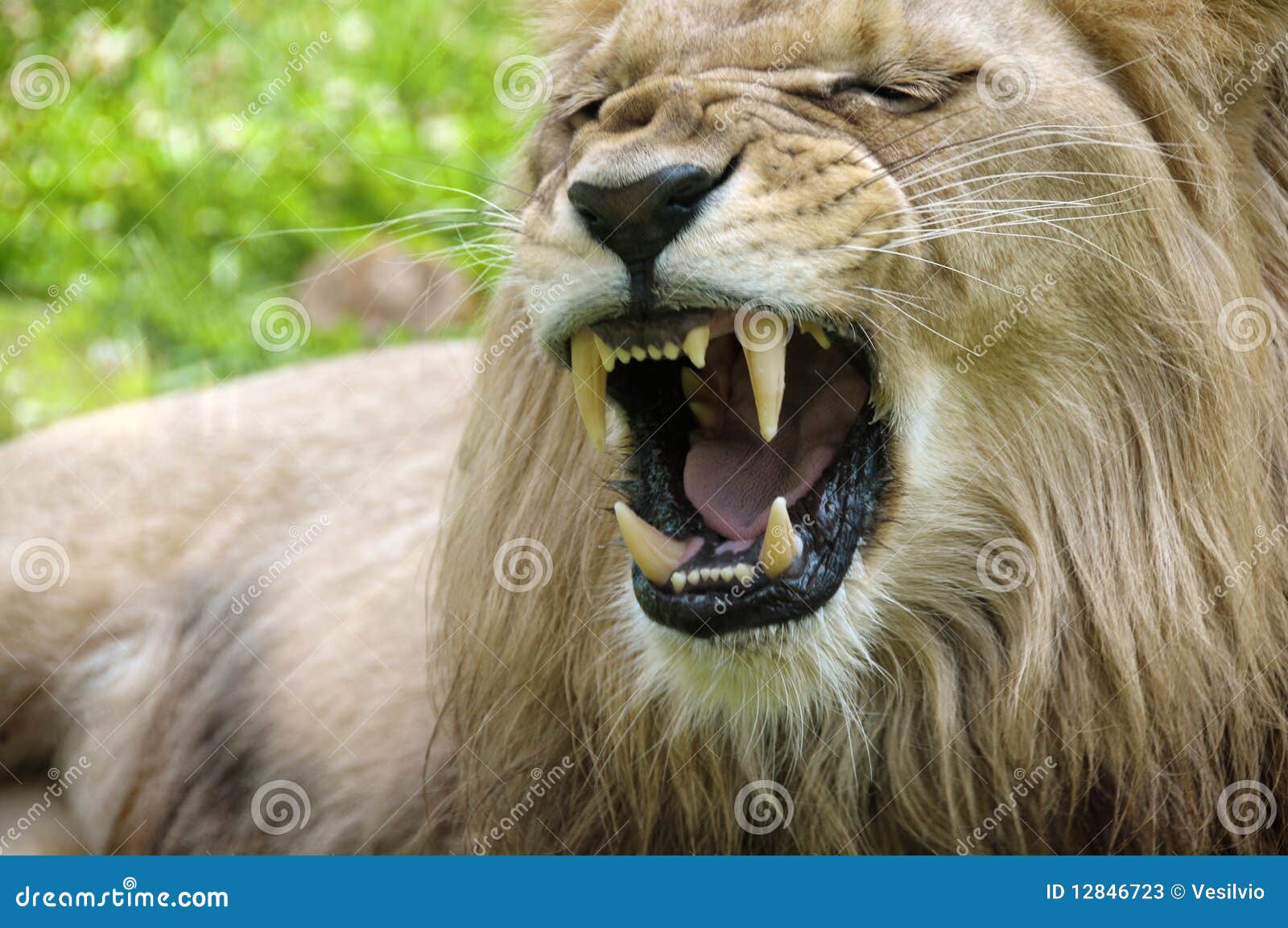 Roaring lion stock image. Image of fierce, yawn, courage - 12846723