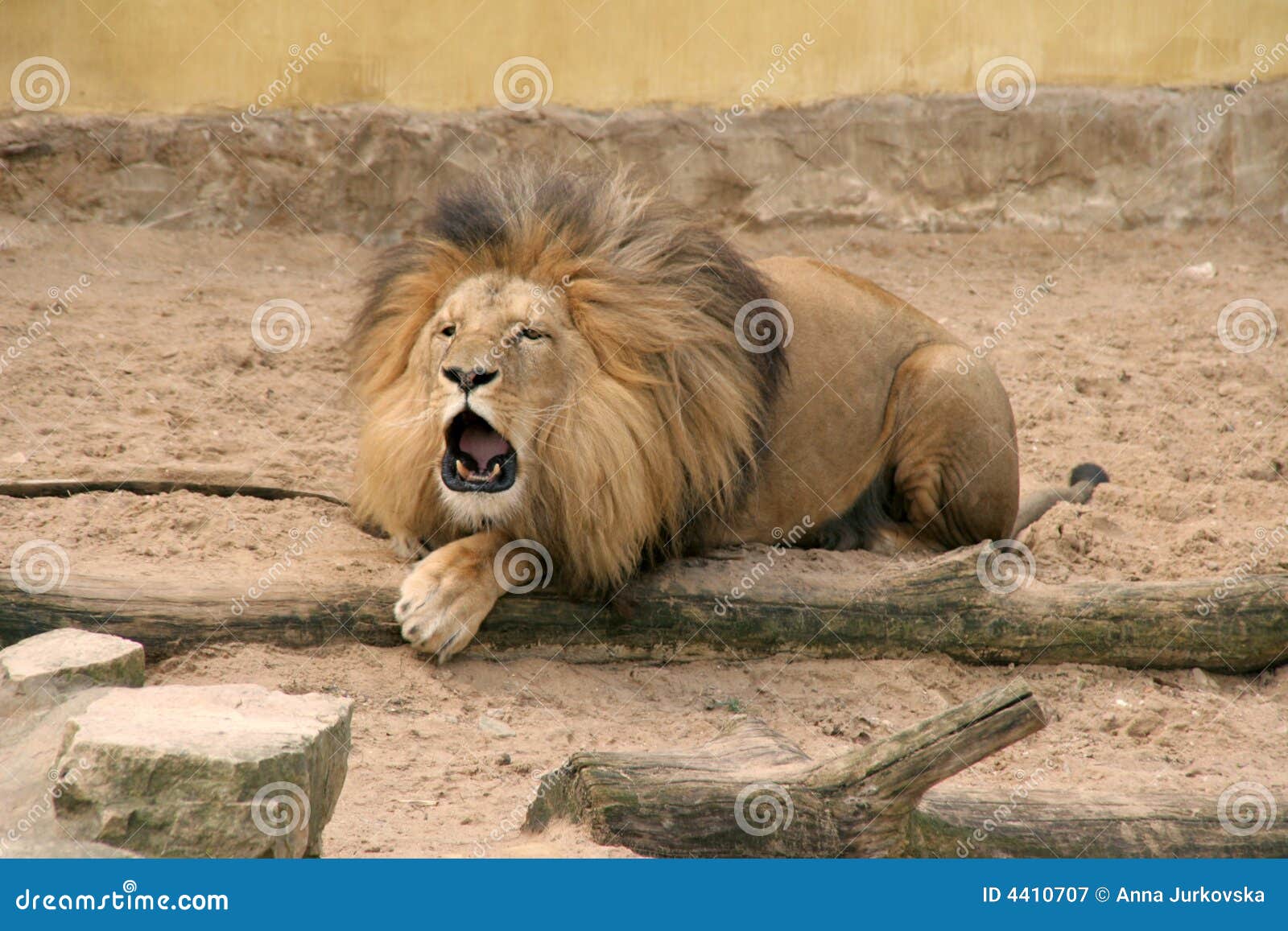 Roaring lion stock image. Image of captive, male, jungle - 4410707