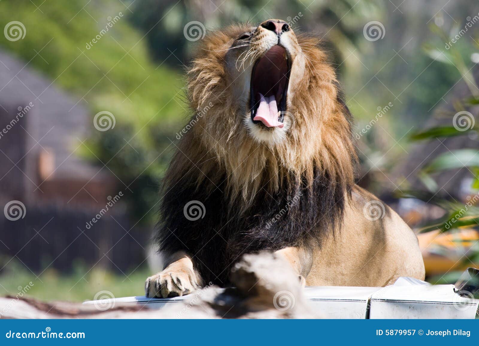 Roaring Lion Picture. Image: 5879957