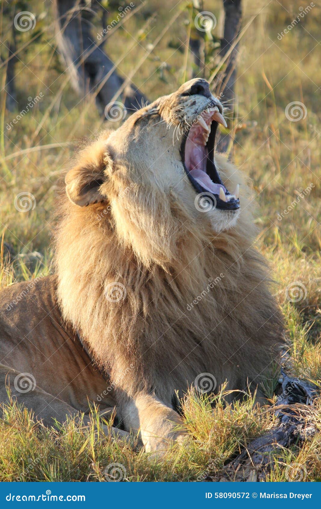 Roaring Lion stock photo. Image of african, botswana - 58090572