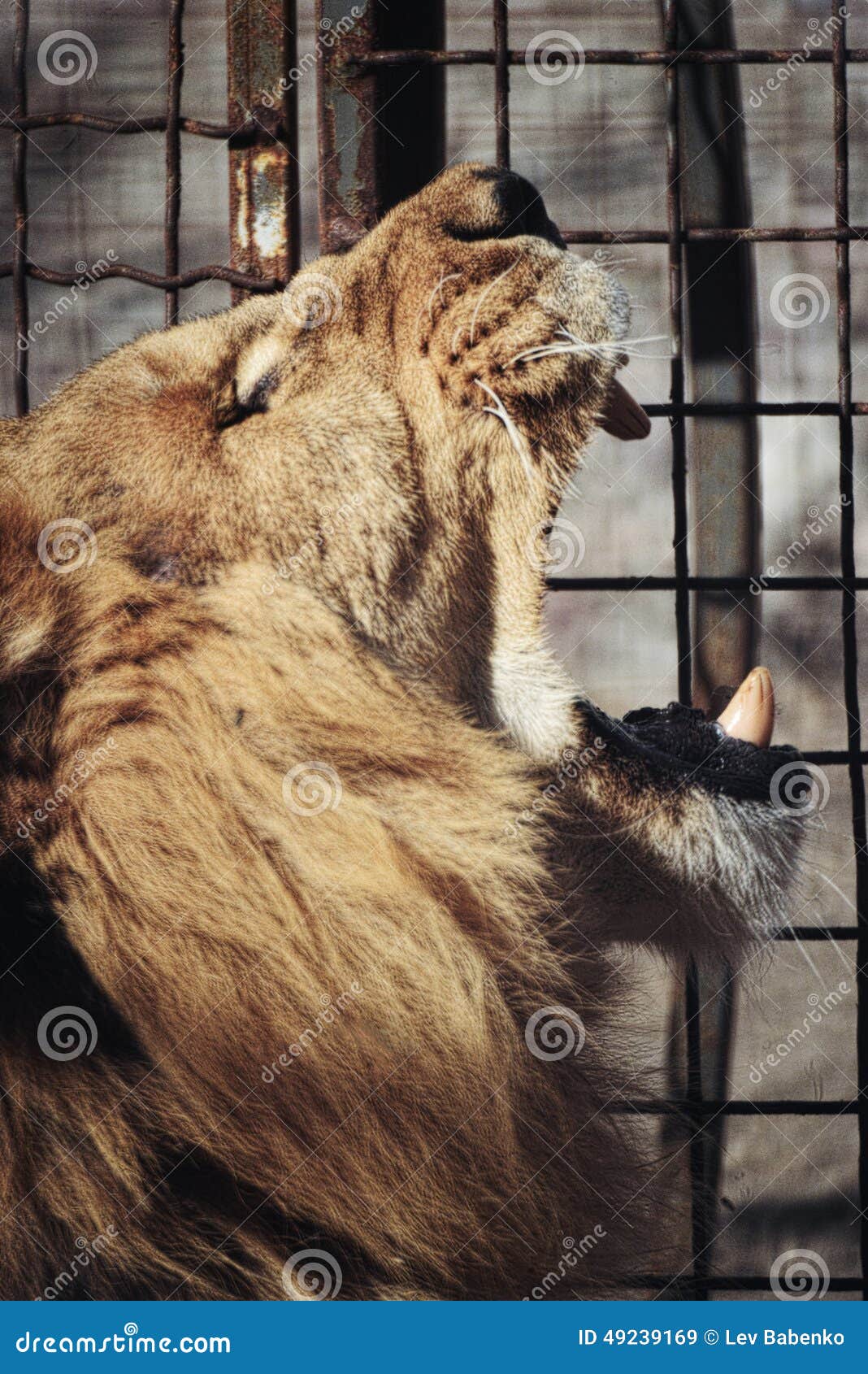 Roaring lion in a cage stock image. Image of face, people - 49239169