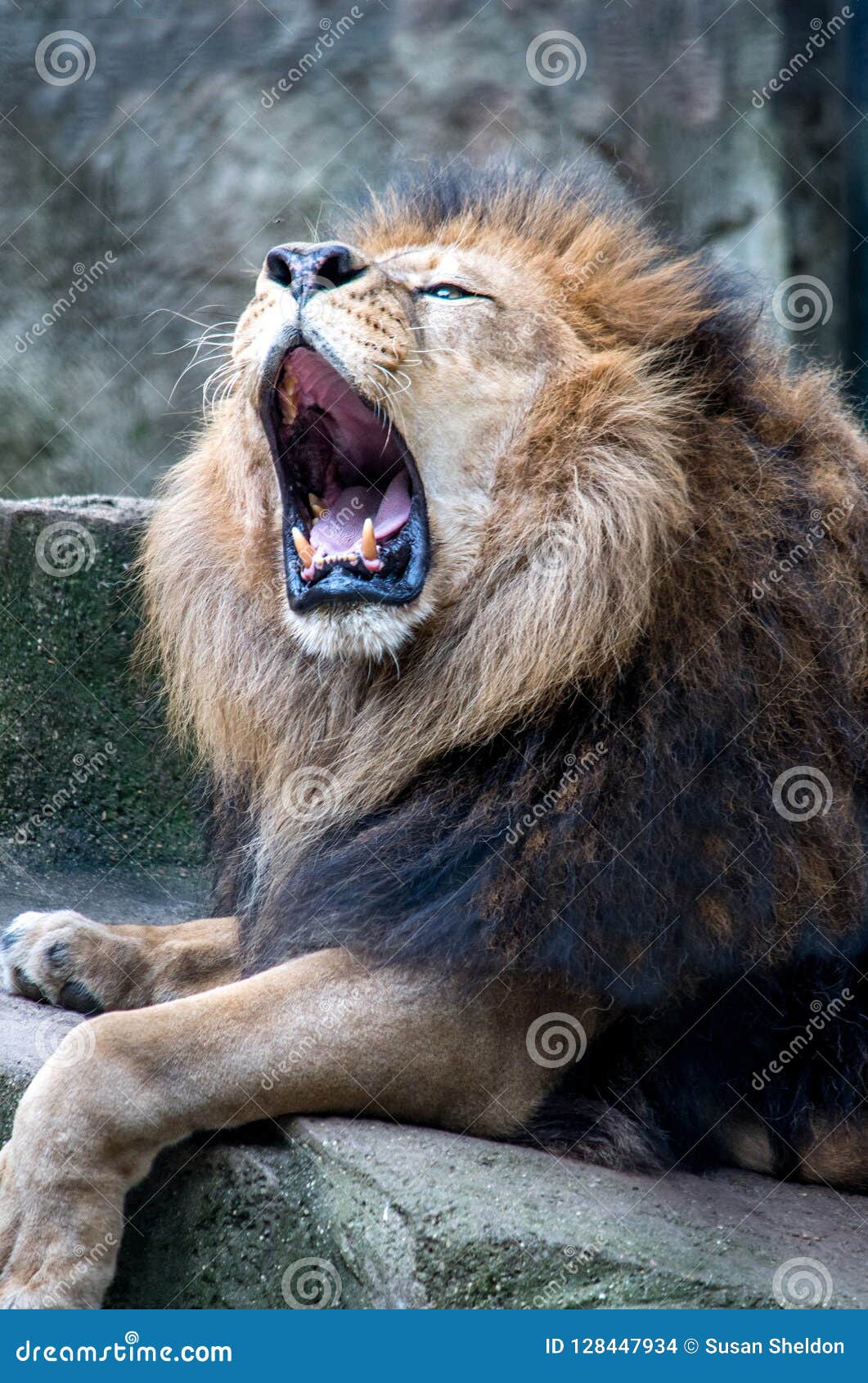 Portrait of a roaring lion stock photo. Image of beast - 128447934