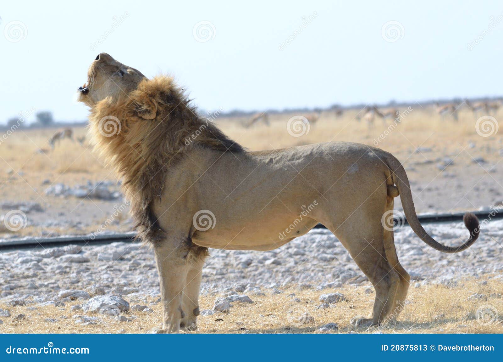 Roaring lion etosha stock image. Image of lion, roaring - 20875813