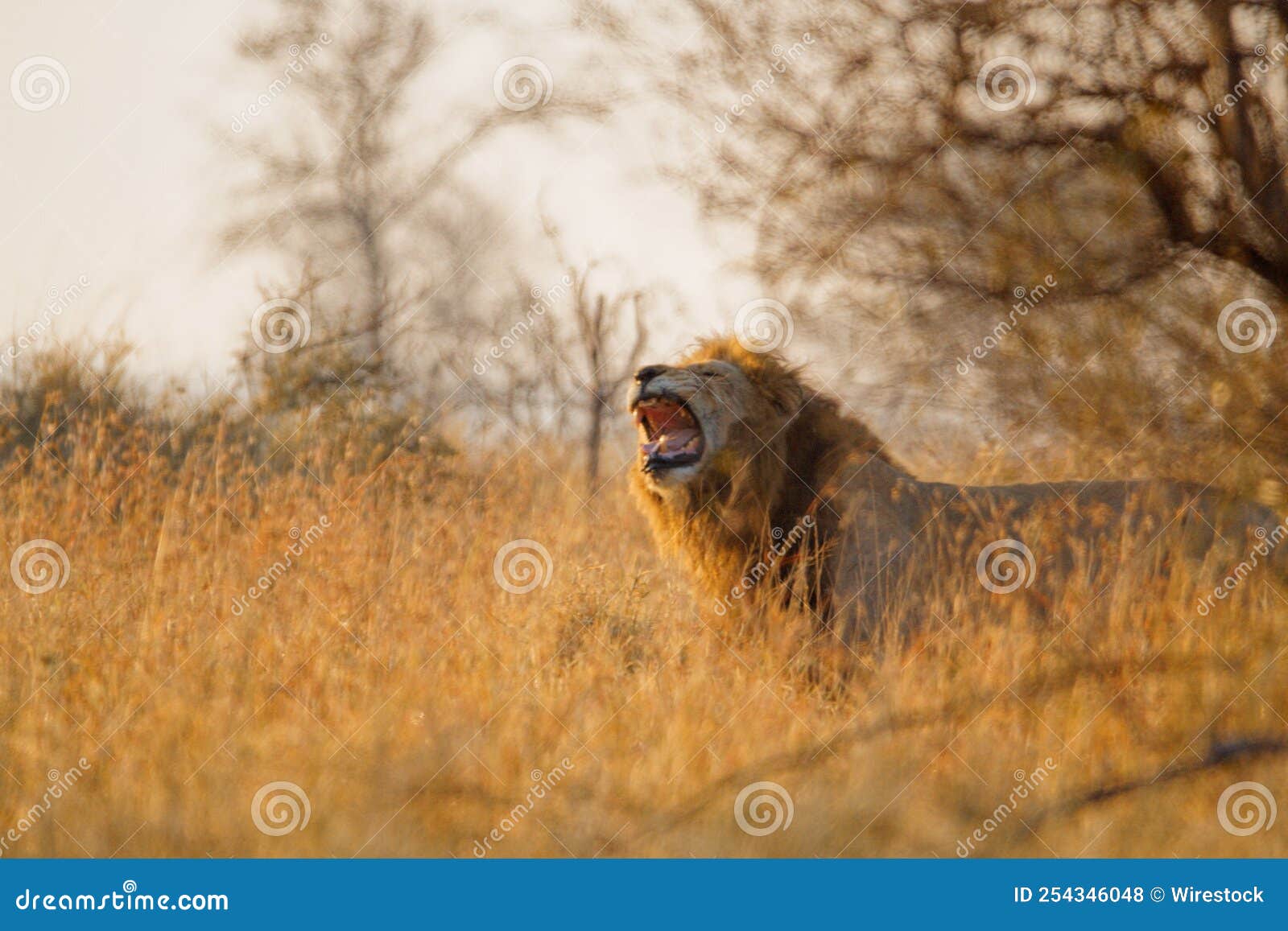 Lion Roar Side View Full Body