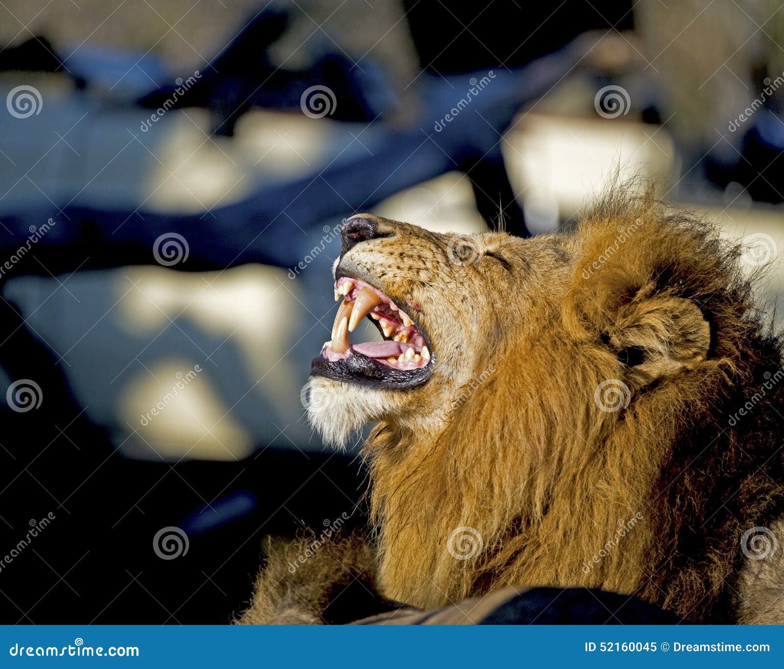 Roaring Lion stock image. Image of wildlife, canine, dangerous - 52160045