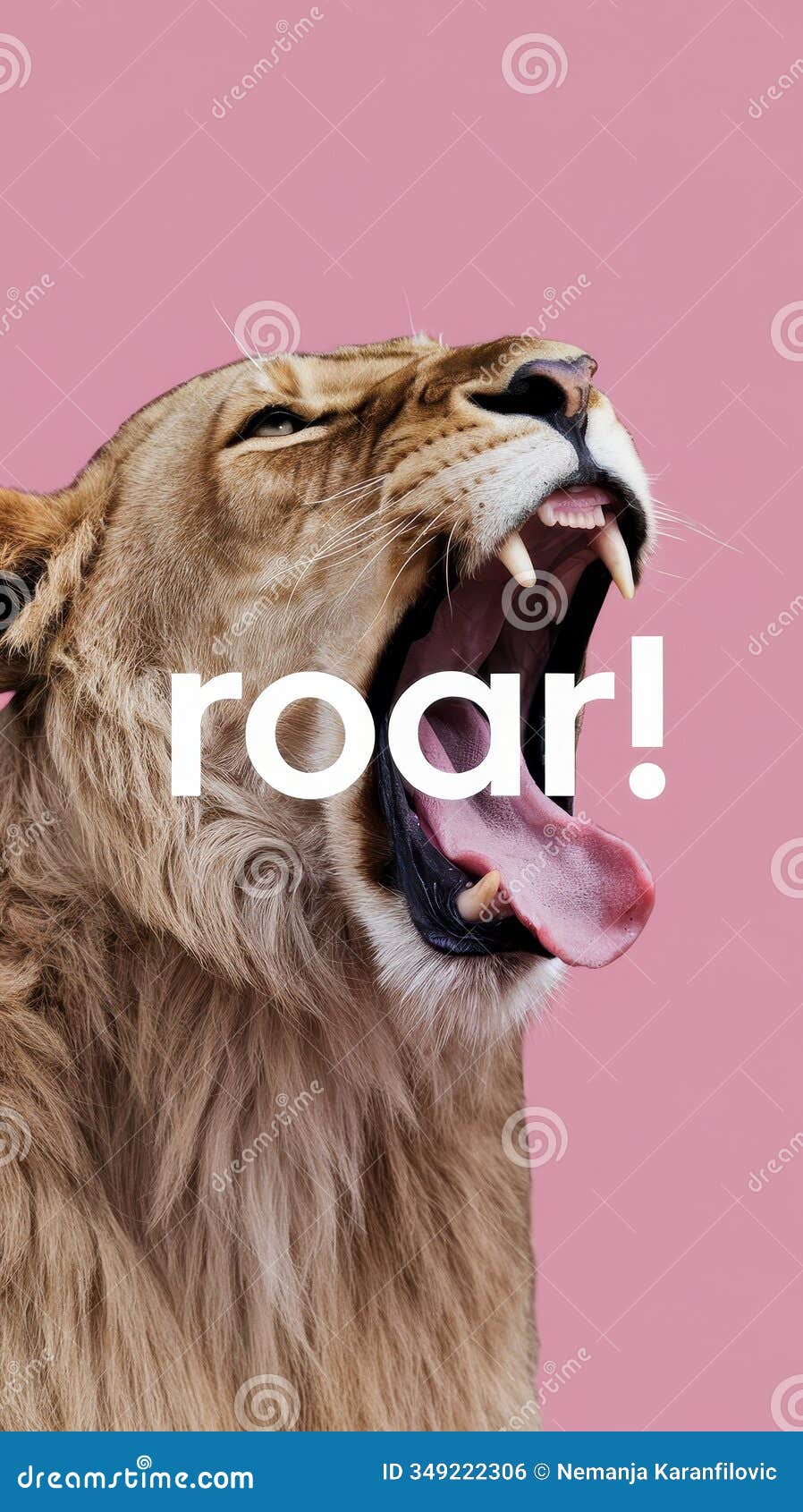 Roaring Lion With ROAR! Text On Pink Gradient Background Royalty-Free ...