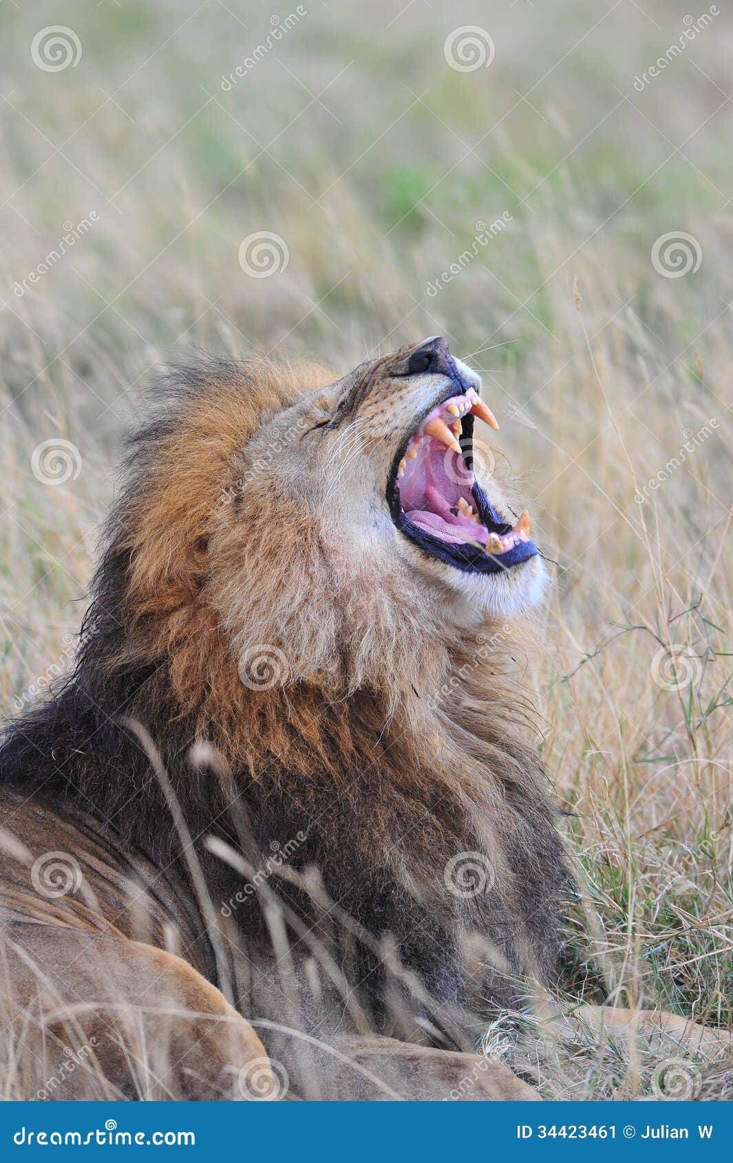 A roaring lion stock image. Image of hunter, lion, mammal - 34423461