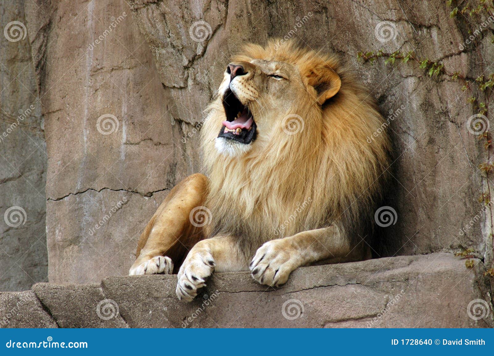 Lion On Rock Roaring