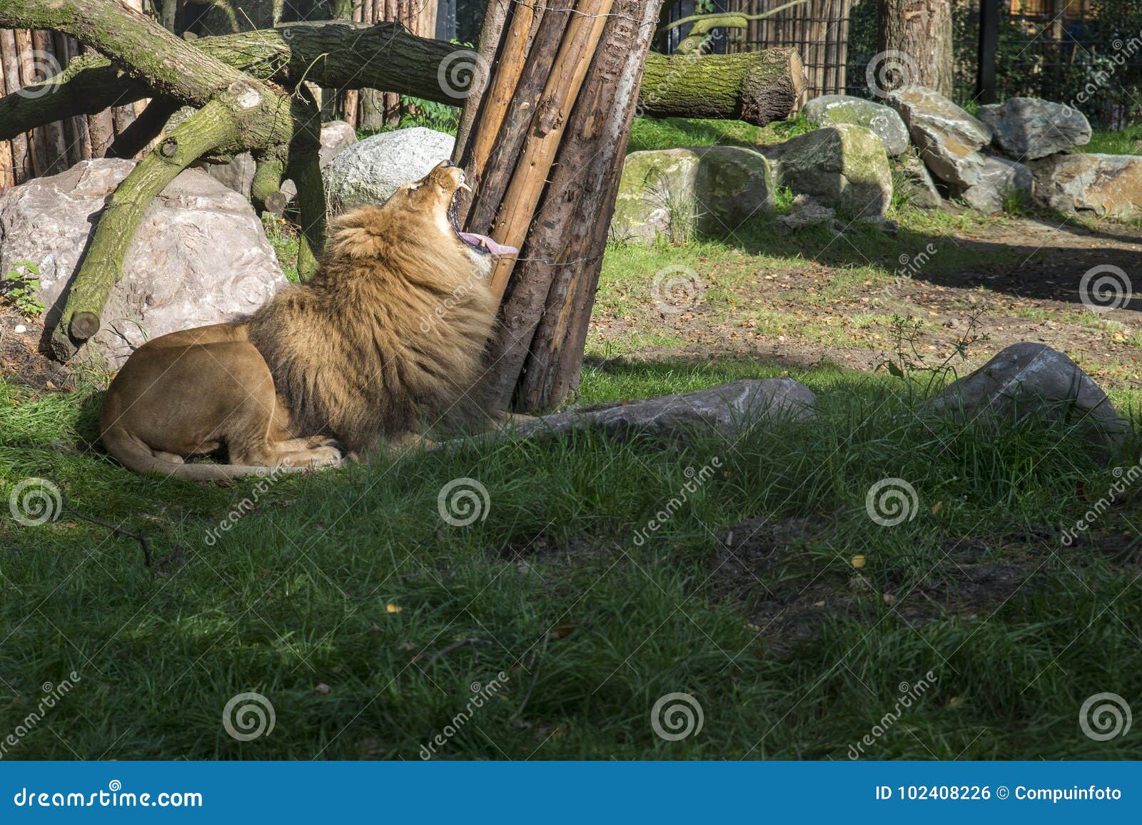 A roaring lion stock photo. Image of danger, hunter - 102408226