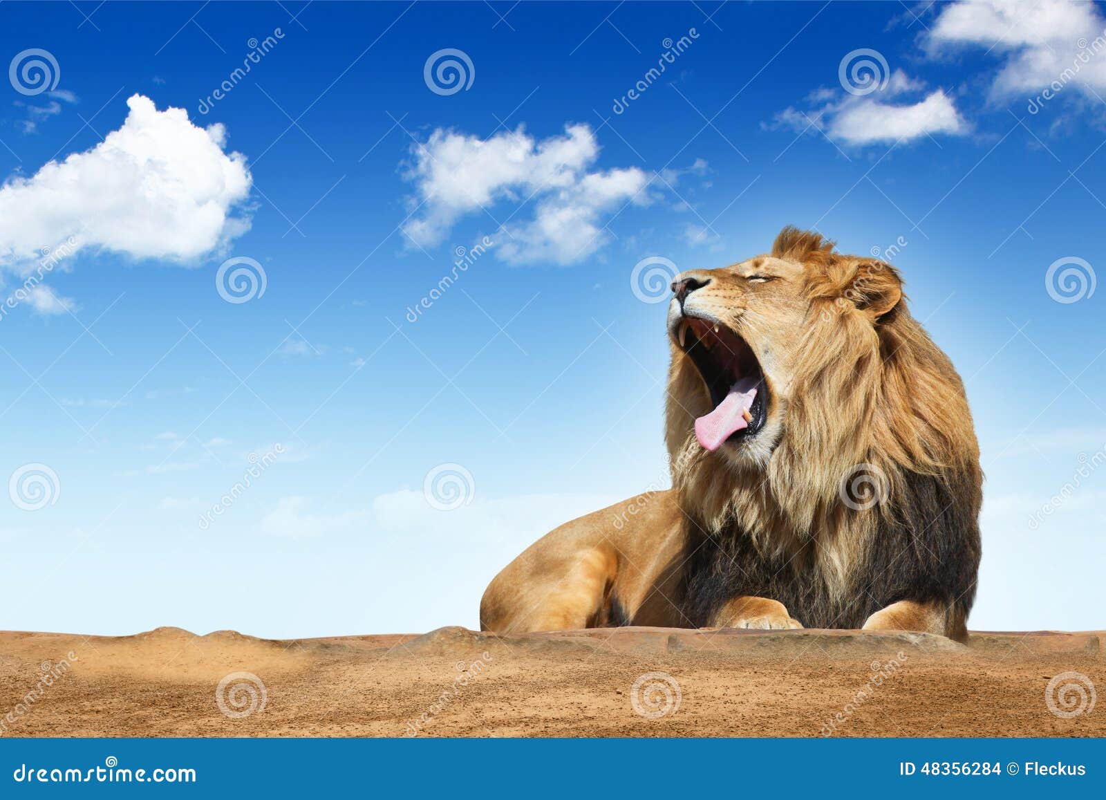 Lion On Rock Roaring