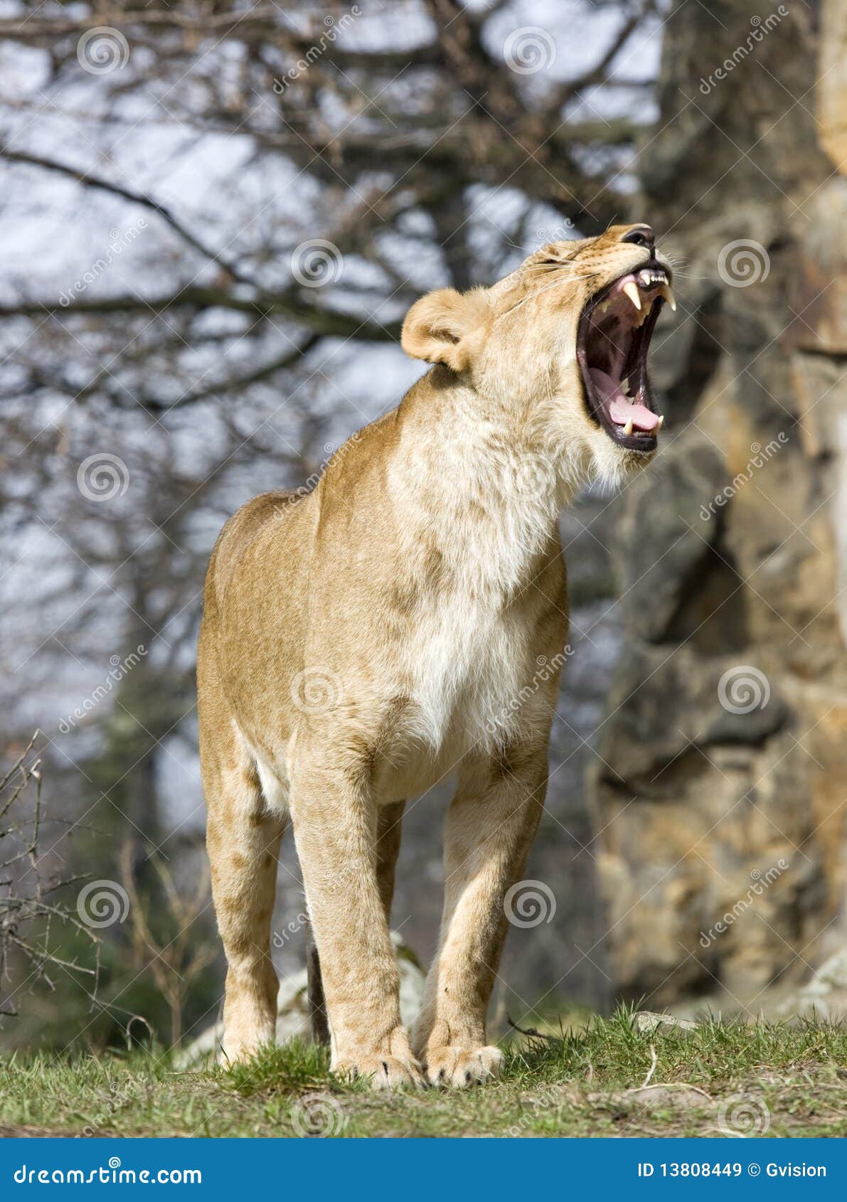 Roaring Lioness stock image. Image of closeup, single - 13808449