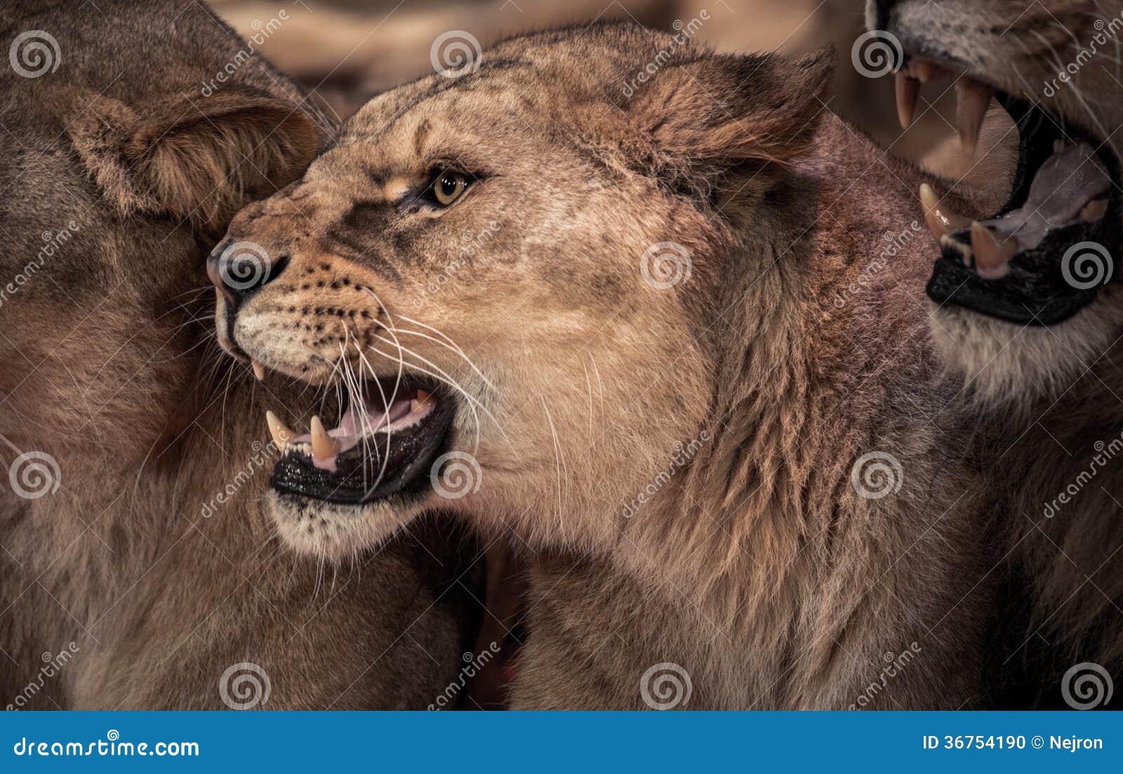 Roaring lioness stock photo. Image of muzzle, animal - 36754190