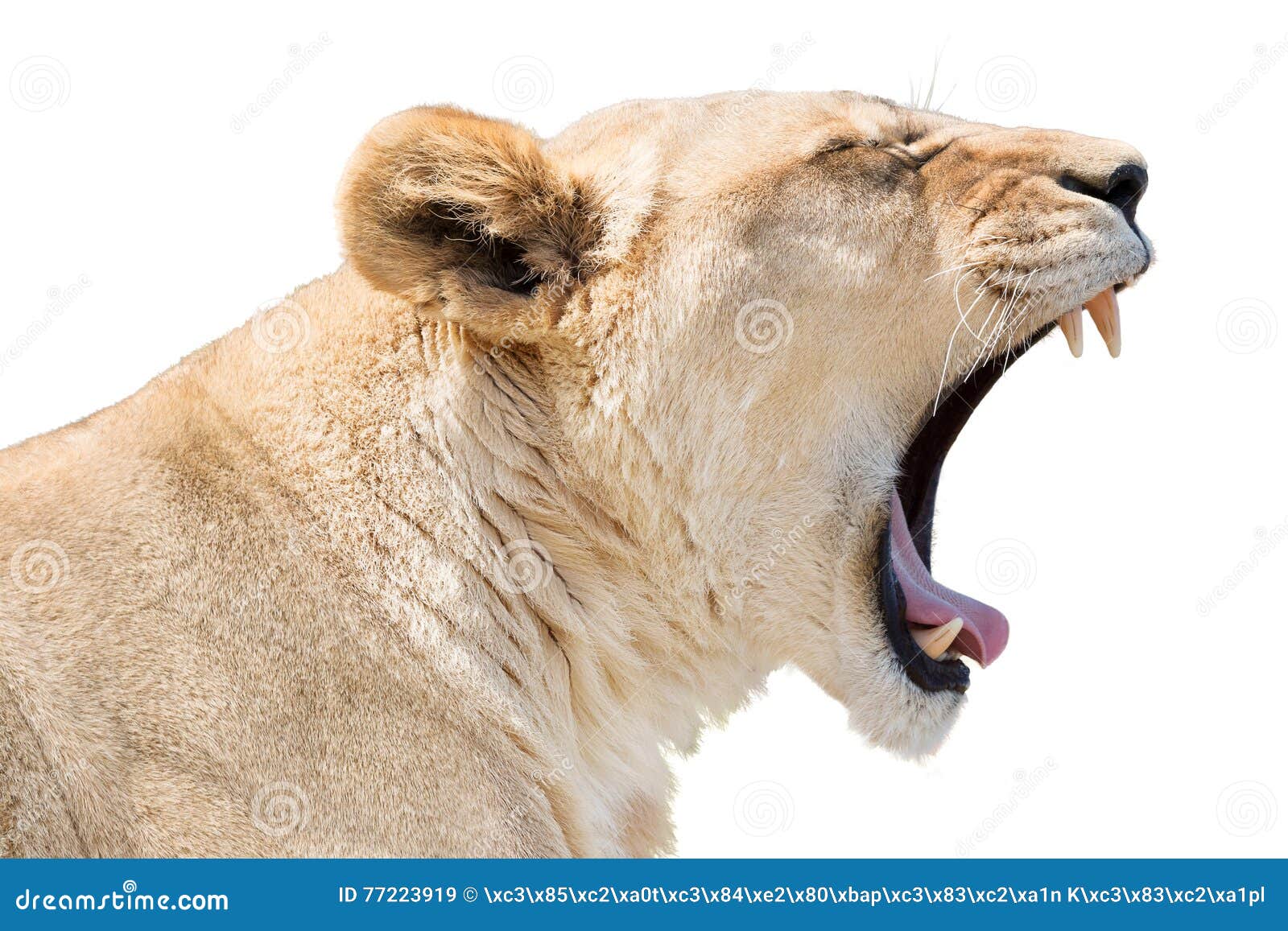 Lioness And Her Cub Stock Photo | CartoonDealer.com #42837366