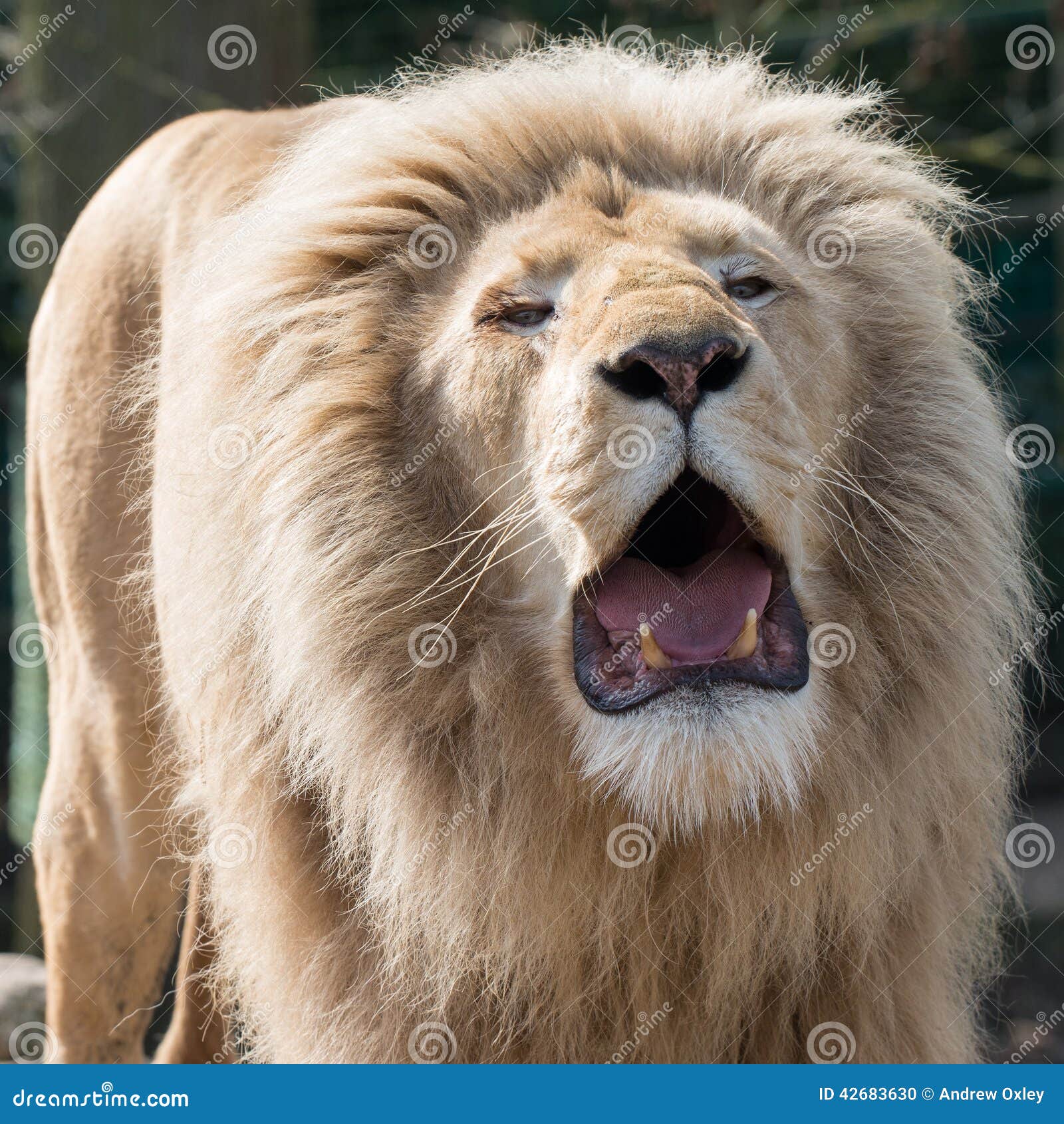 Roaring male lion stock photo. Image of predator, hunter - 42683630