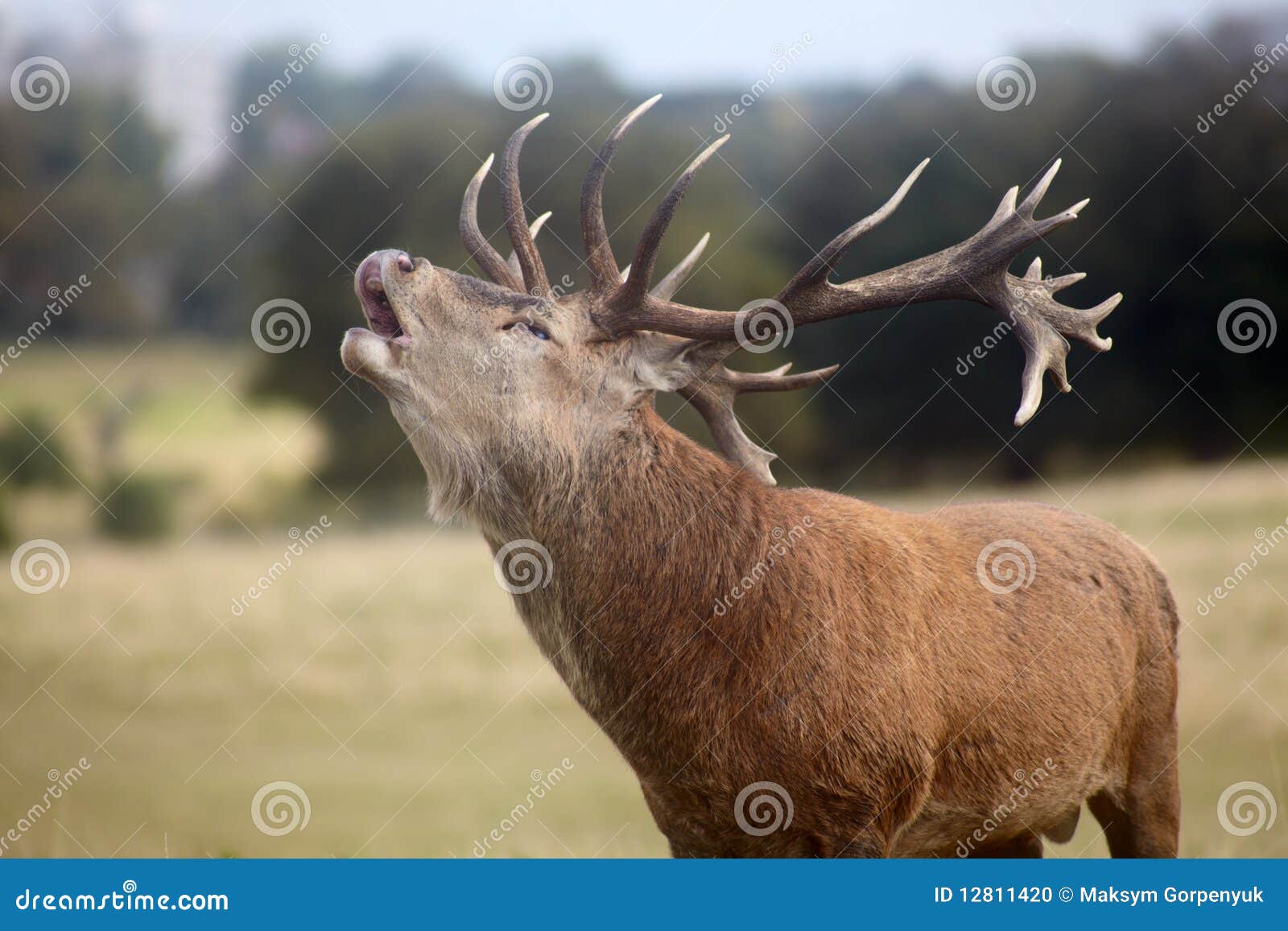 Roaring red deer stock photo. Image of pasture, oestrus - 12811420
