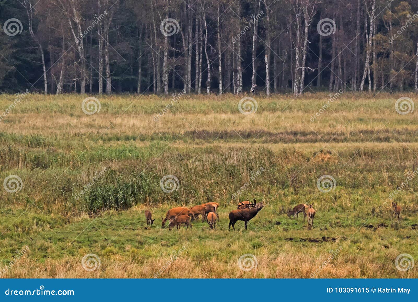 Roaring Red Deer with Does at Clearing in the Forest in Eastern Germany ...