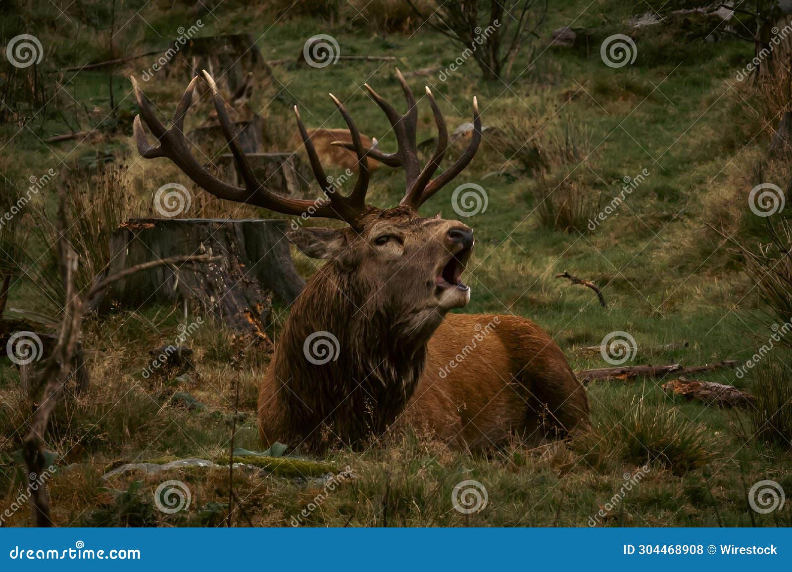 Roaring Red Stag in Rutting Season Stock Photo - Image of mammal, grass ...