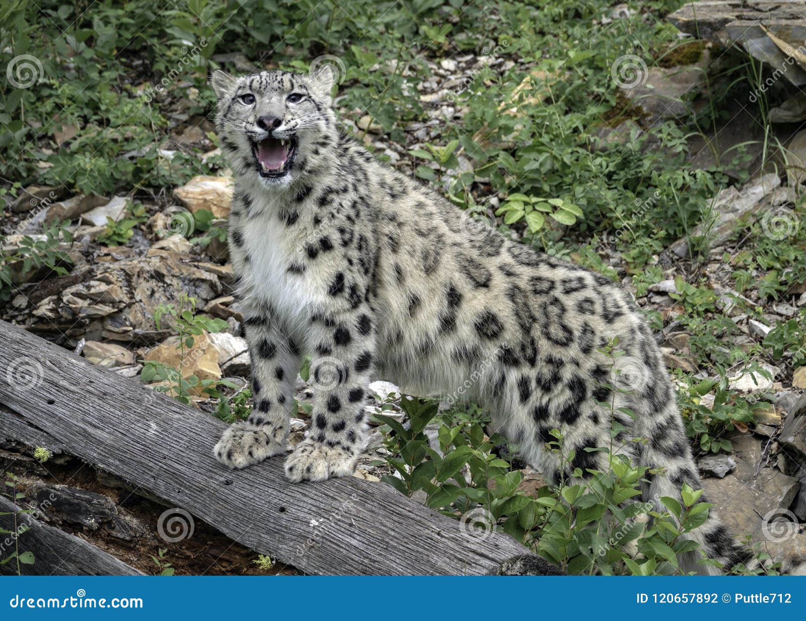 Roaring Snow Leopard on Log Stock Photo - Image of wildlife, camera ...