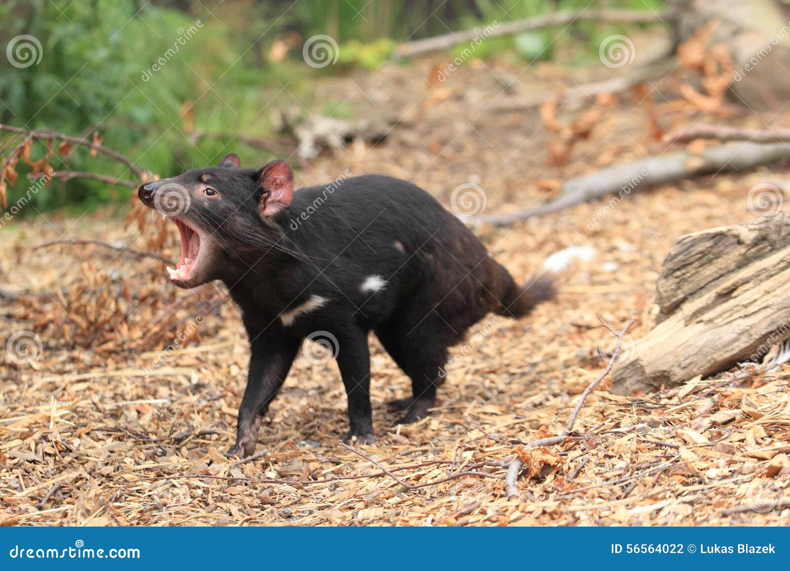 Tasmanian Devil Eating Food While Sitting On Rocks Stock Photo ...