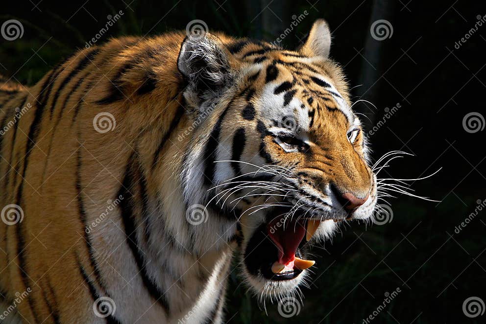 Roaring Tiger stock image. Image of whiskers, tiger, amur - 5044101