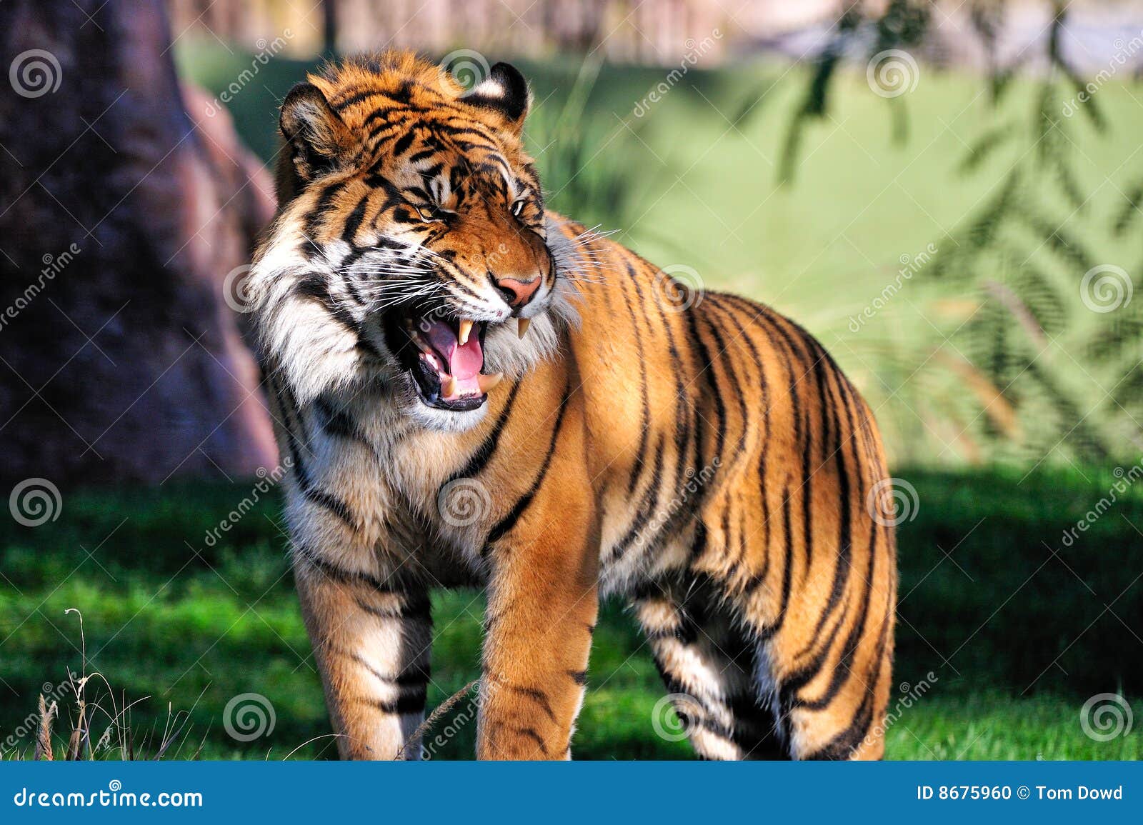 Roaring Tiger Royalty-Free Stock Photo | CartoonDealer.com #5044101