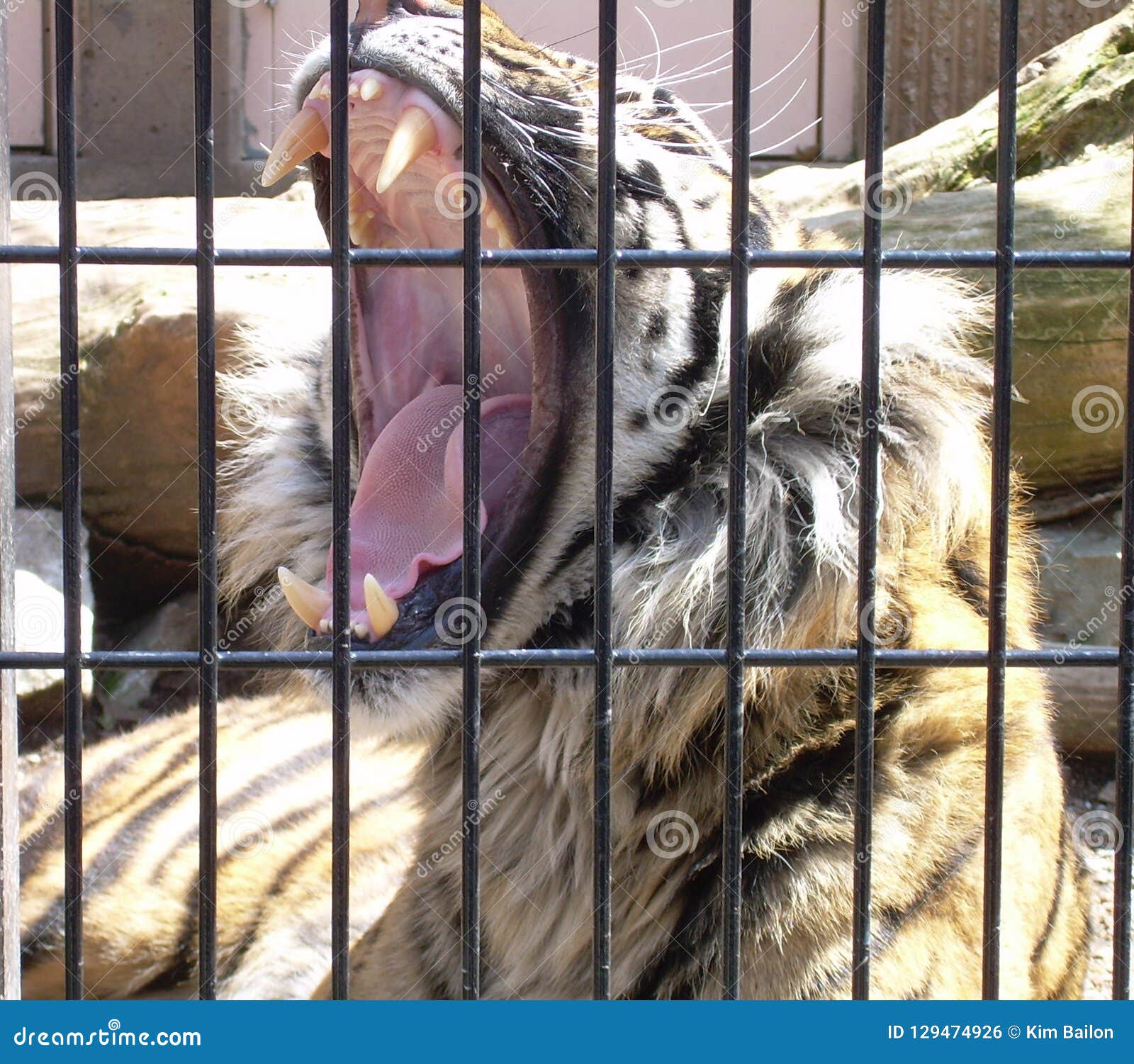 Roaring Tiger behind bars stock photo. Image of tiger - 129474926