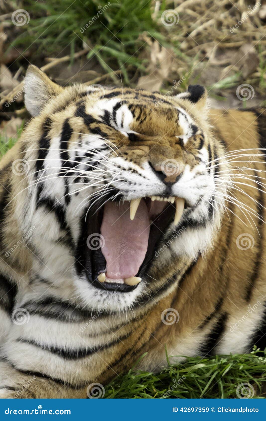 Roaring tiger stock image. Image of growl, animal, orange - 42697359