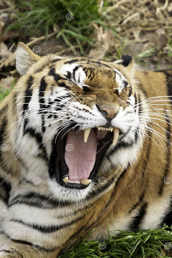 Roaring tiger stock image. Image of growl, animal, orange - 42697359