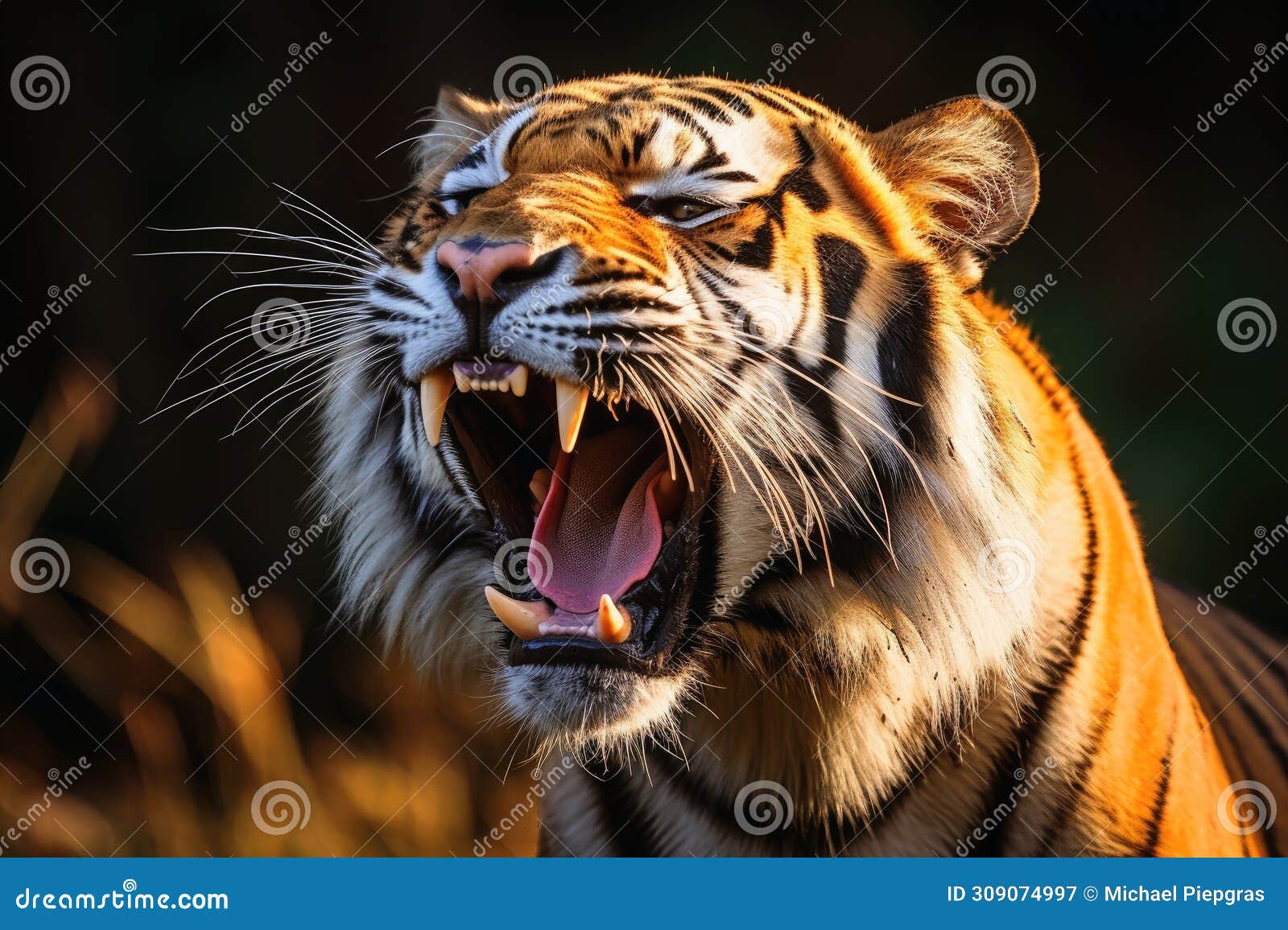 A Roaring Tiger Portrait Close Up Stock Illustration - Illustration of ...