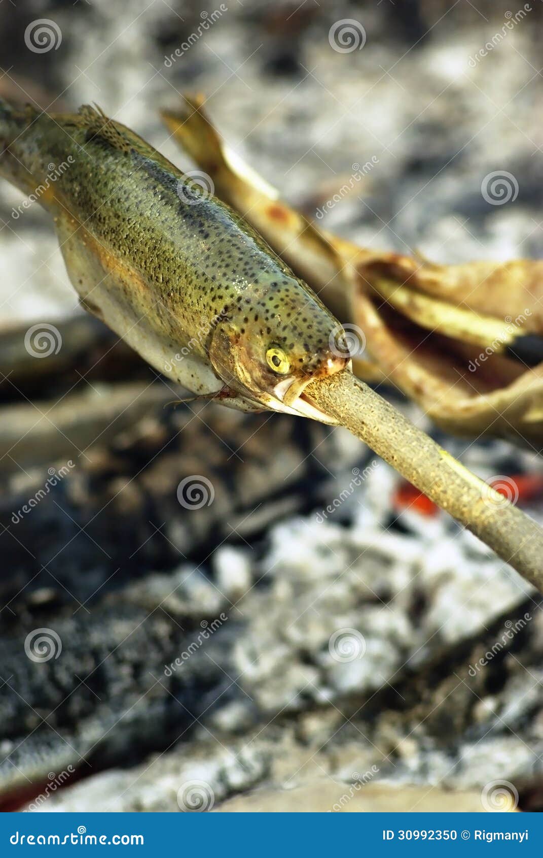 Roast fish on campfire stock photo. Image of campfire - 30992350