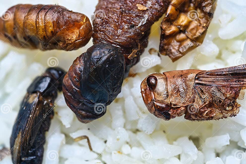 Roasted bugs on white rice stock image. Image of cooking - 250773607