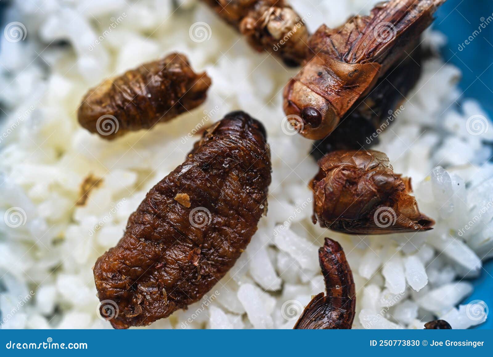 Roasted Bugs on White Rice Ready for Eating Stock Photo - Image of ...