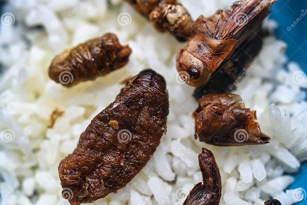 Roasted Bugs on White Rice Ready for Eating Stock Photo - Image of ...