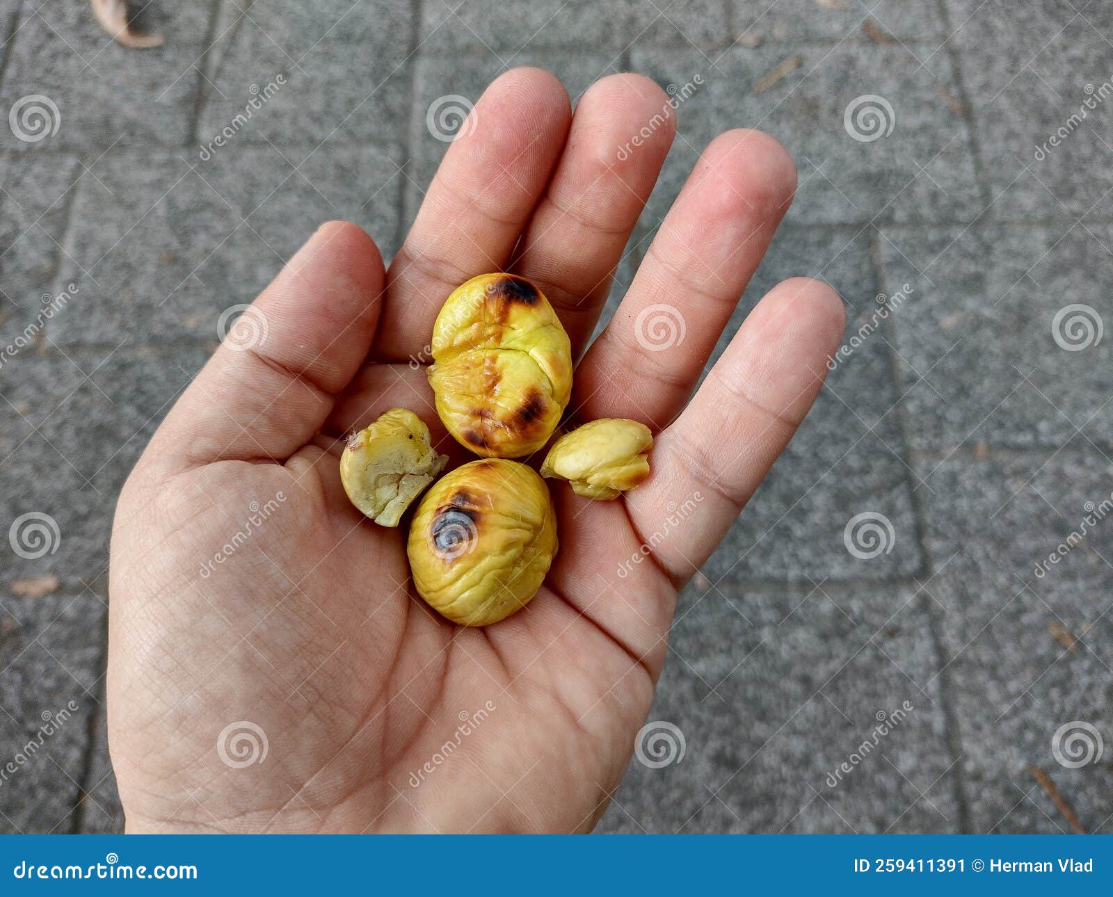 Roasted Chestnuts Kernel in a Hand Stock Image - Image of chestnuts ...