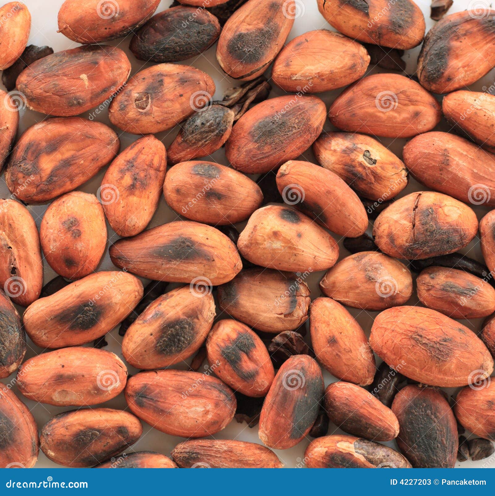 Roasted cocoa beans stock image. Image of background, cocoa - 4227203