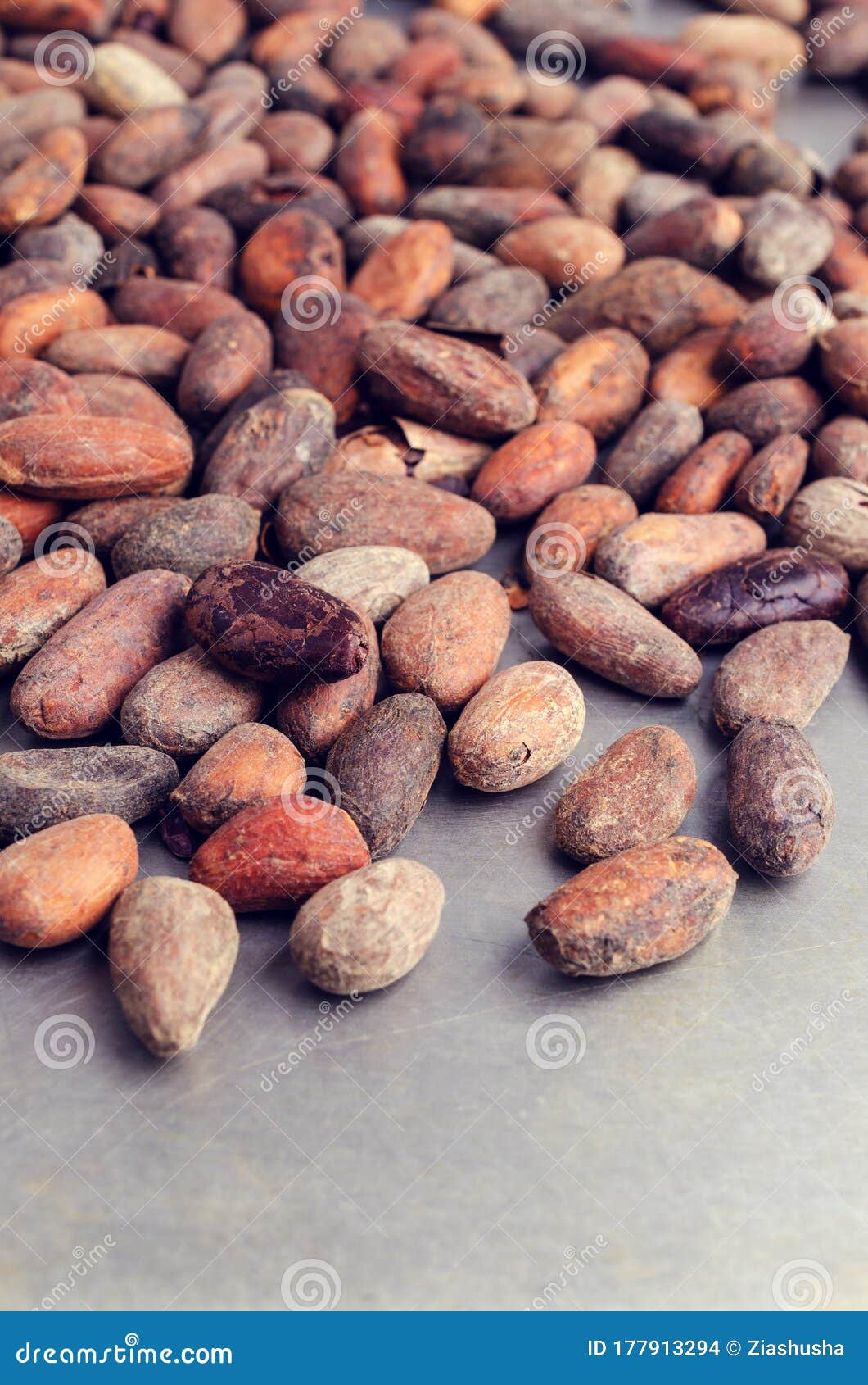 Roasted cocoa beans stock photo. Image of group, dessert - 177913294