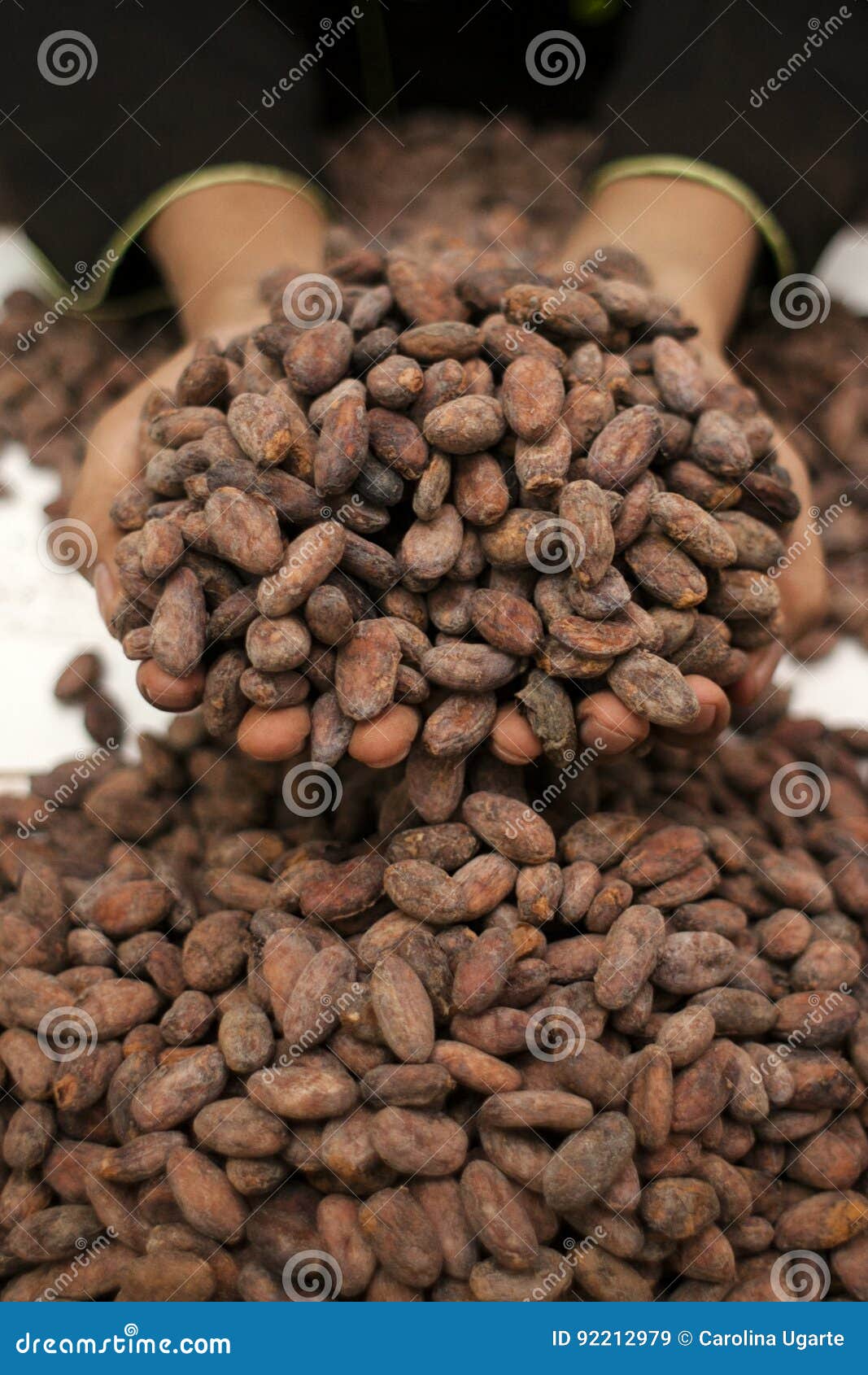 Roasted cocoa beans stock image. Image of organic, dessert - 92212979