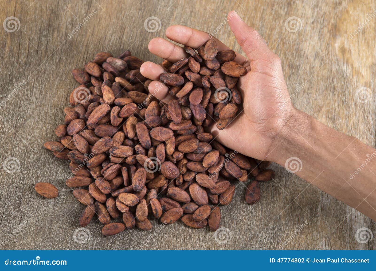 Roasted Cocoa Beans in Man S Hand Stock Photo - Image of energy ...