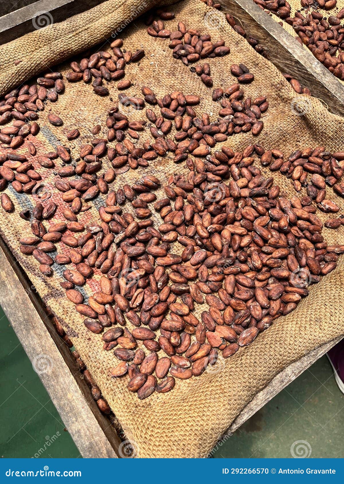 Roasted Cocoa Beans Ready for Making Chocolate, Costa Rica Stock Photo ...