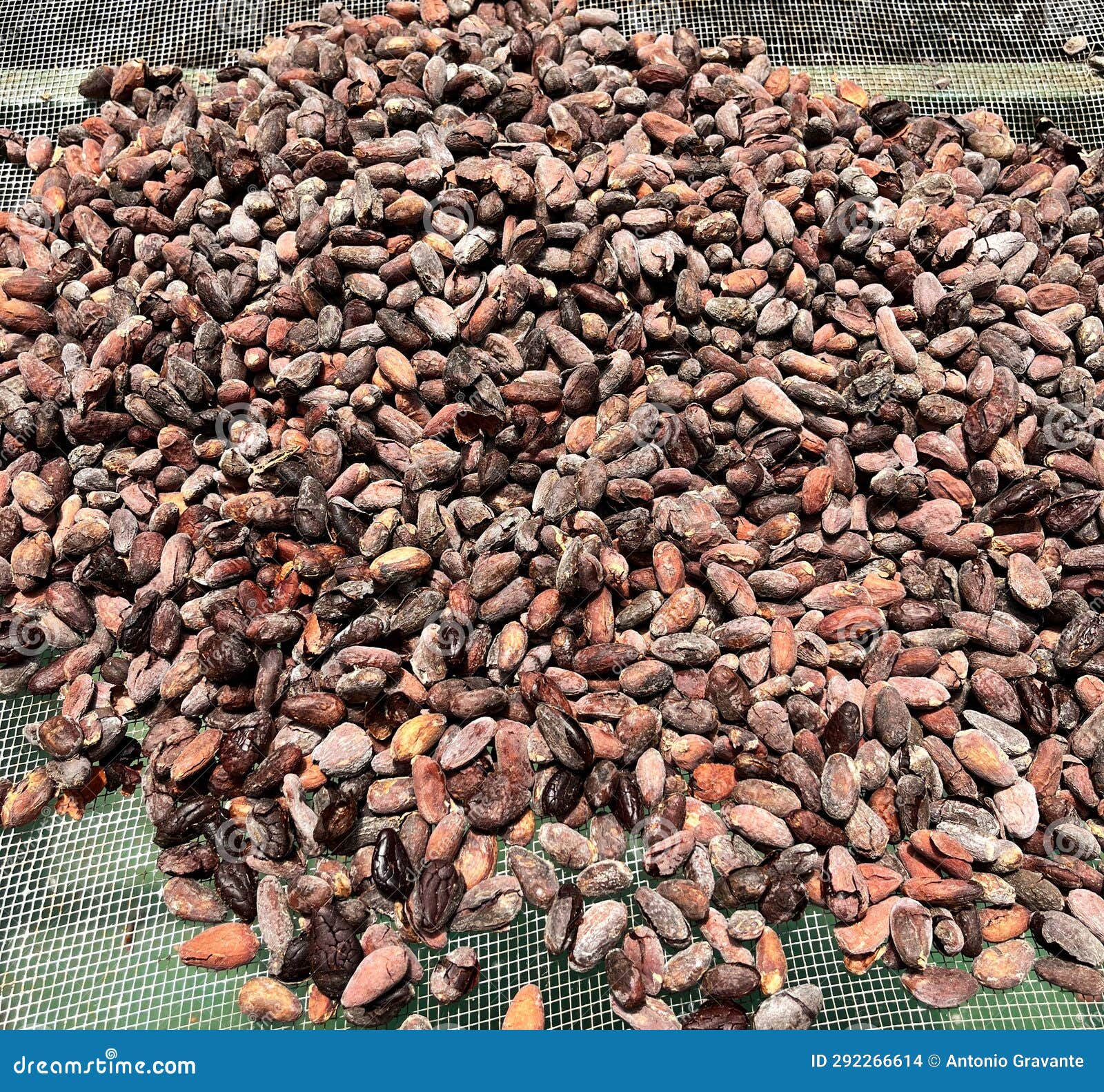 Roasted Cocoa Beans Ready for Making Chocolate, Costa Rica Stock Photo ...