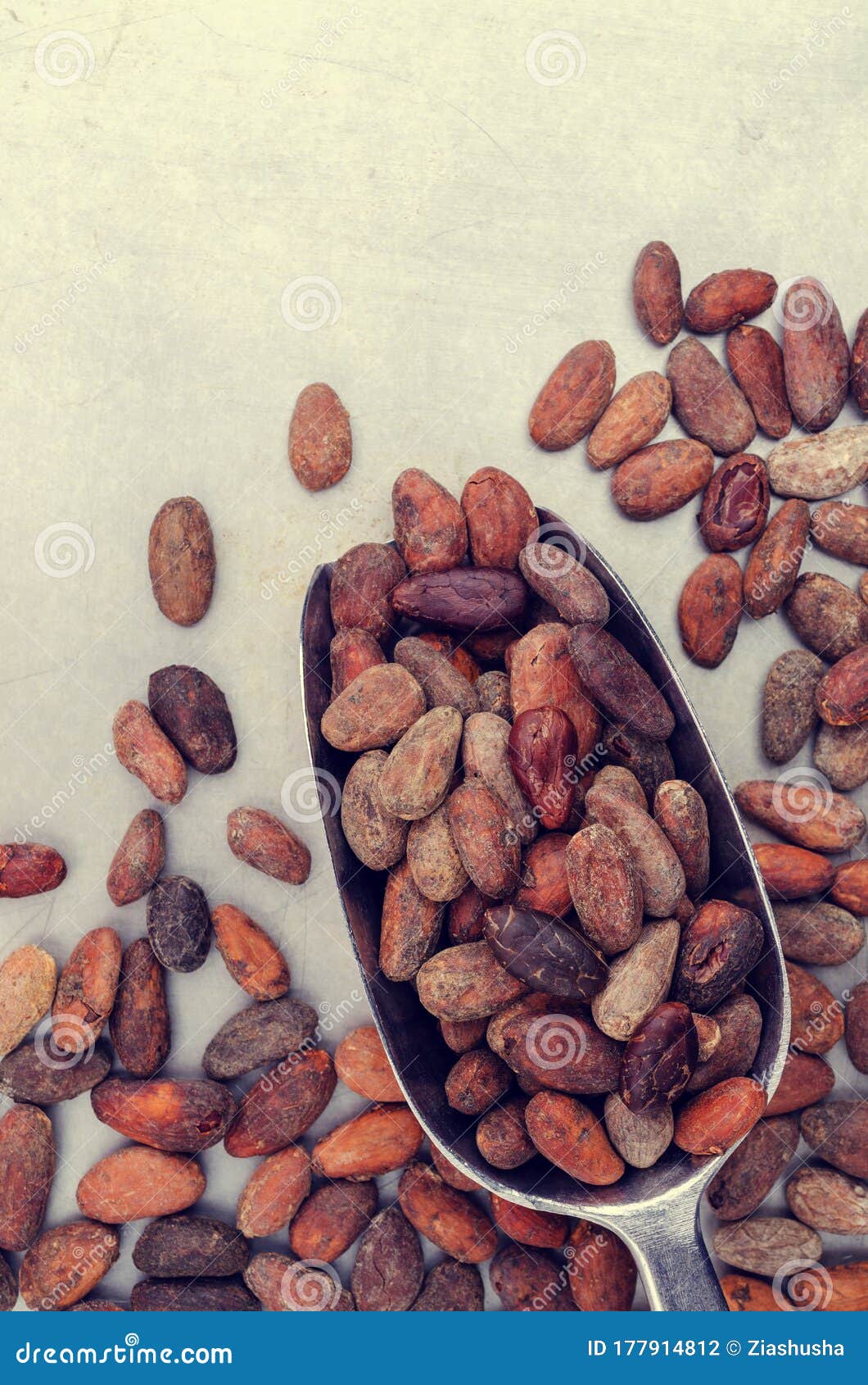 Roasted cocoa beans stock photo. Image of copy, gourmet - 177914812