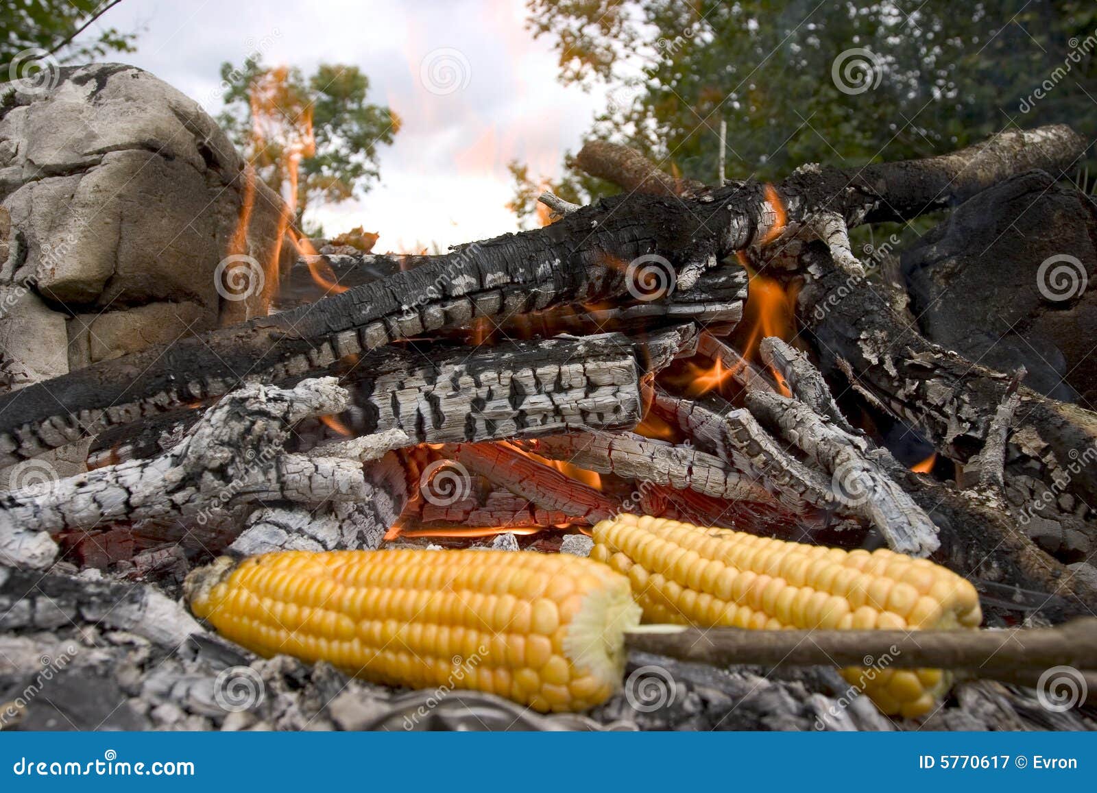 The Roasted Corn Sticked With A Stick Is On Top Of A Charcoal That Is ...