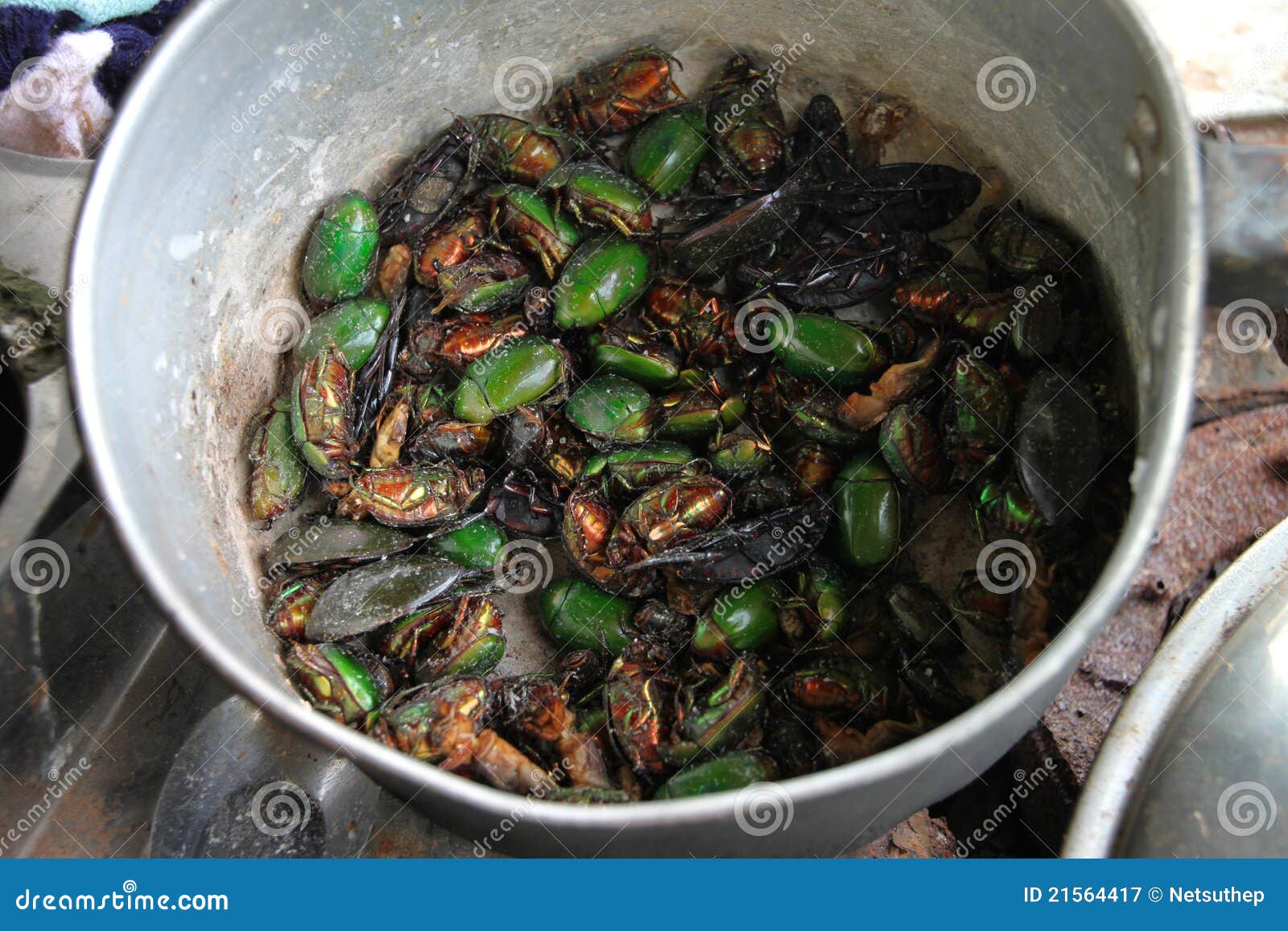 Roasted insects stock image. Image of asia, insect, asian - 21564417