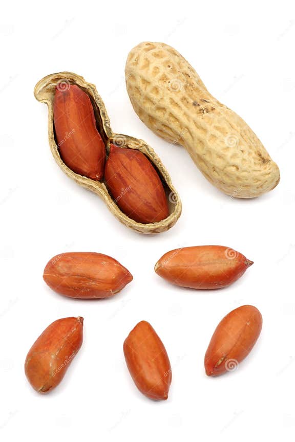 Roasted peanuts isolated stock image. Image of proteins - 3790337