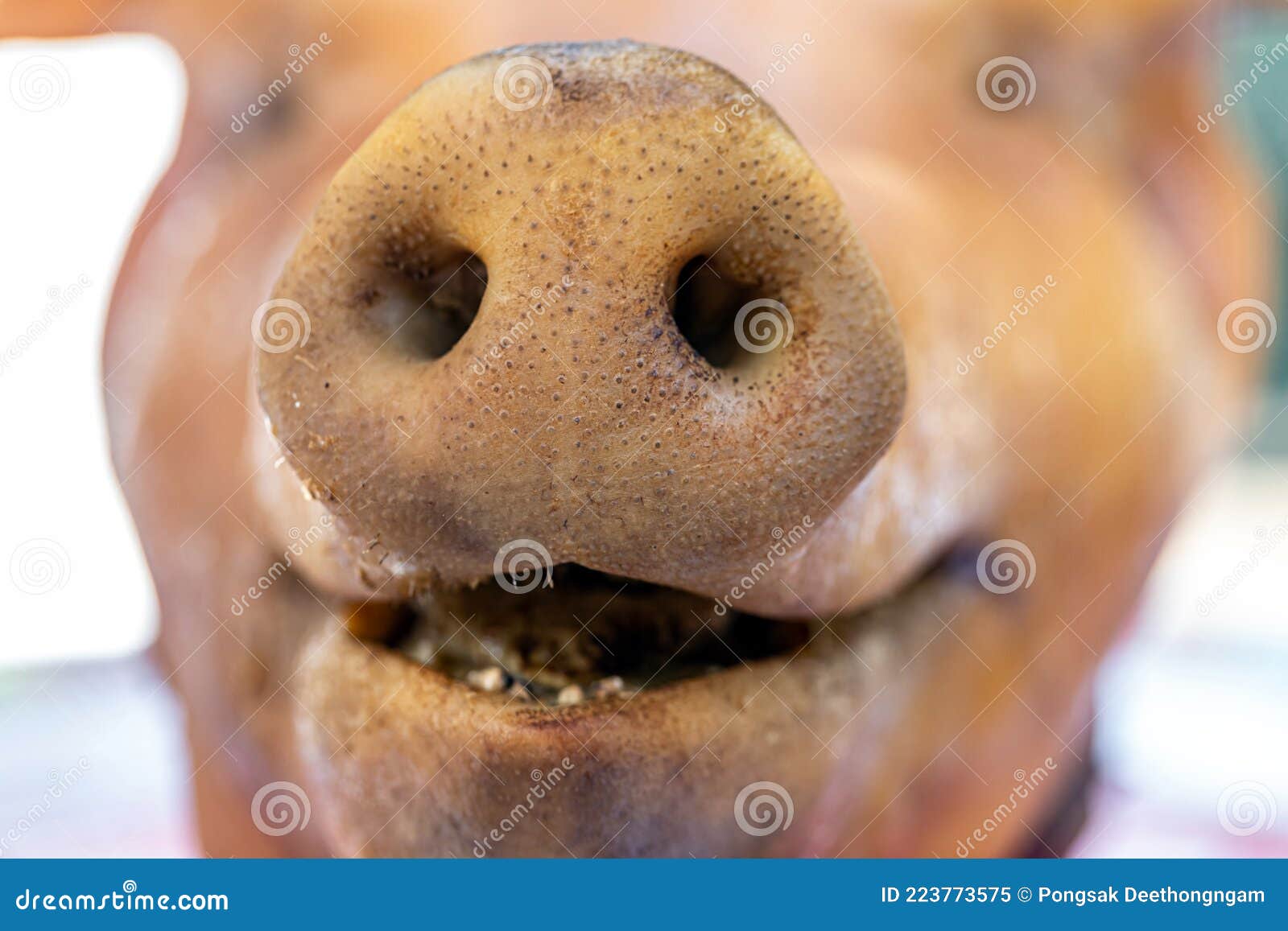 Roasted pig stock image. Image of domestic, head, roast - 223773575