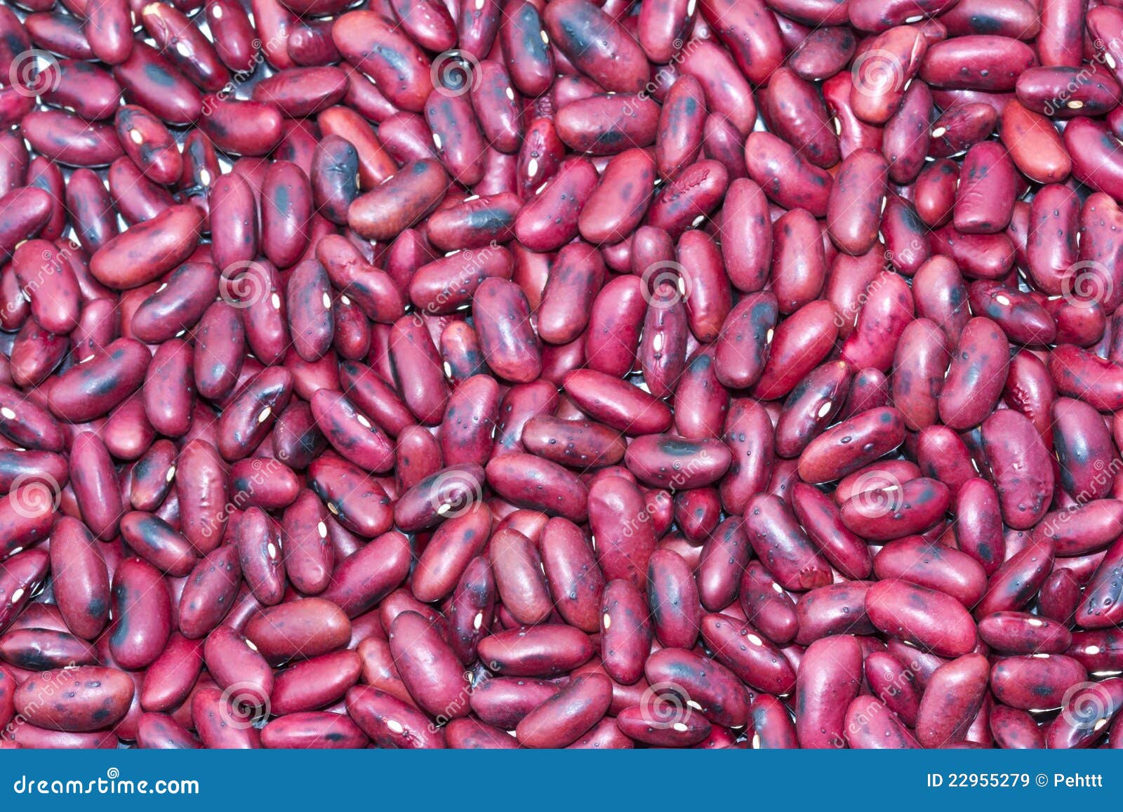 Roasted Red Bean . stock image. Image of sweet, grains - 22955279