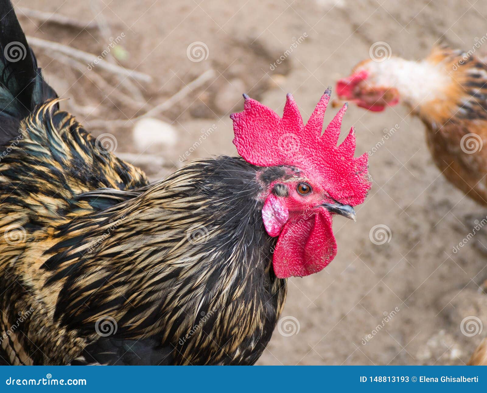 Roaster in farm stock image. Image of farm, animals - 148813193