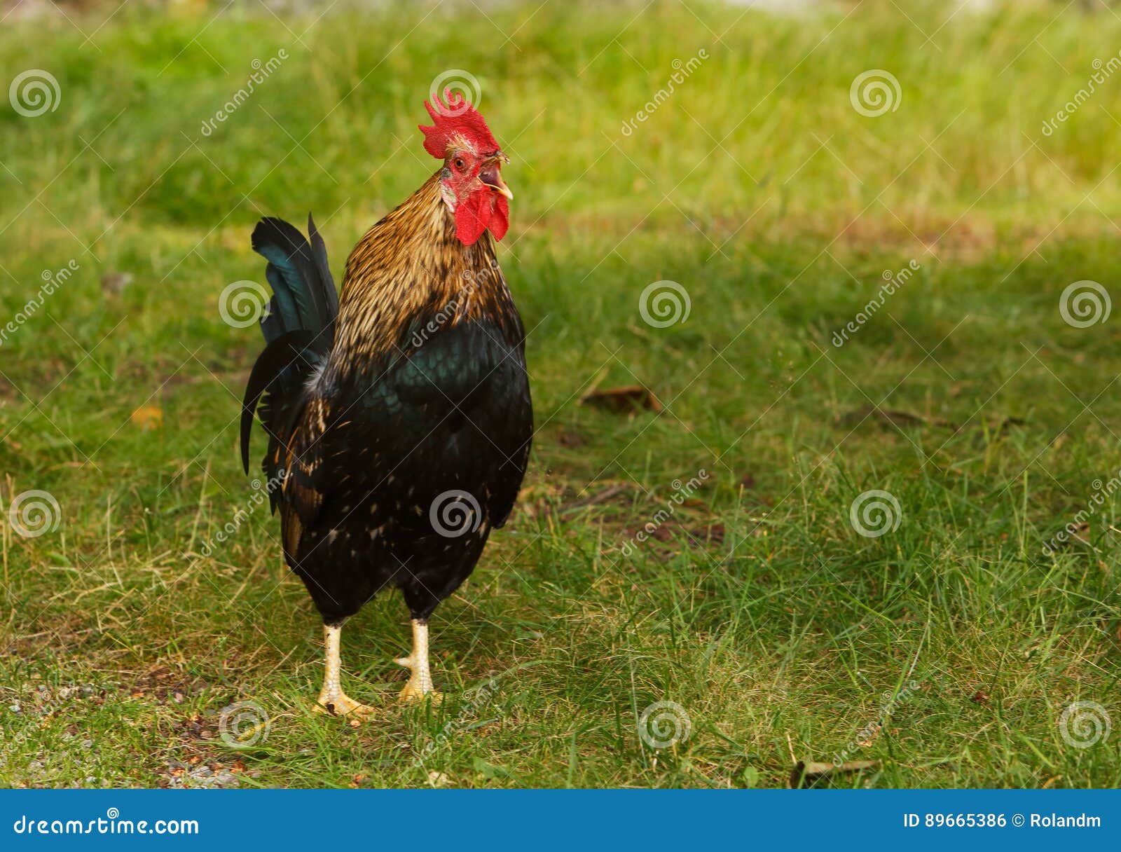 Roaster stock photo. Image of outdoors, bird, domestic - 89665386